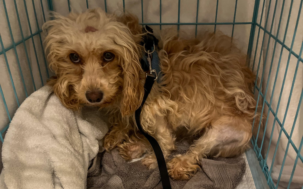 Moment Couple Knew Rescue Dog Would Be Foster Fail—'Found Her Forever ...