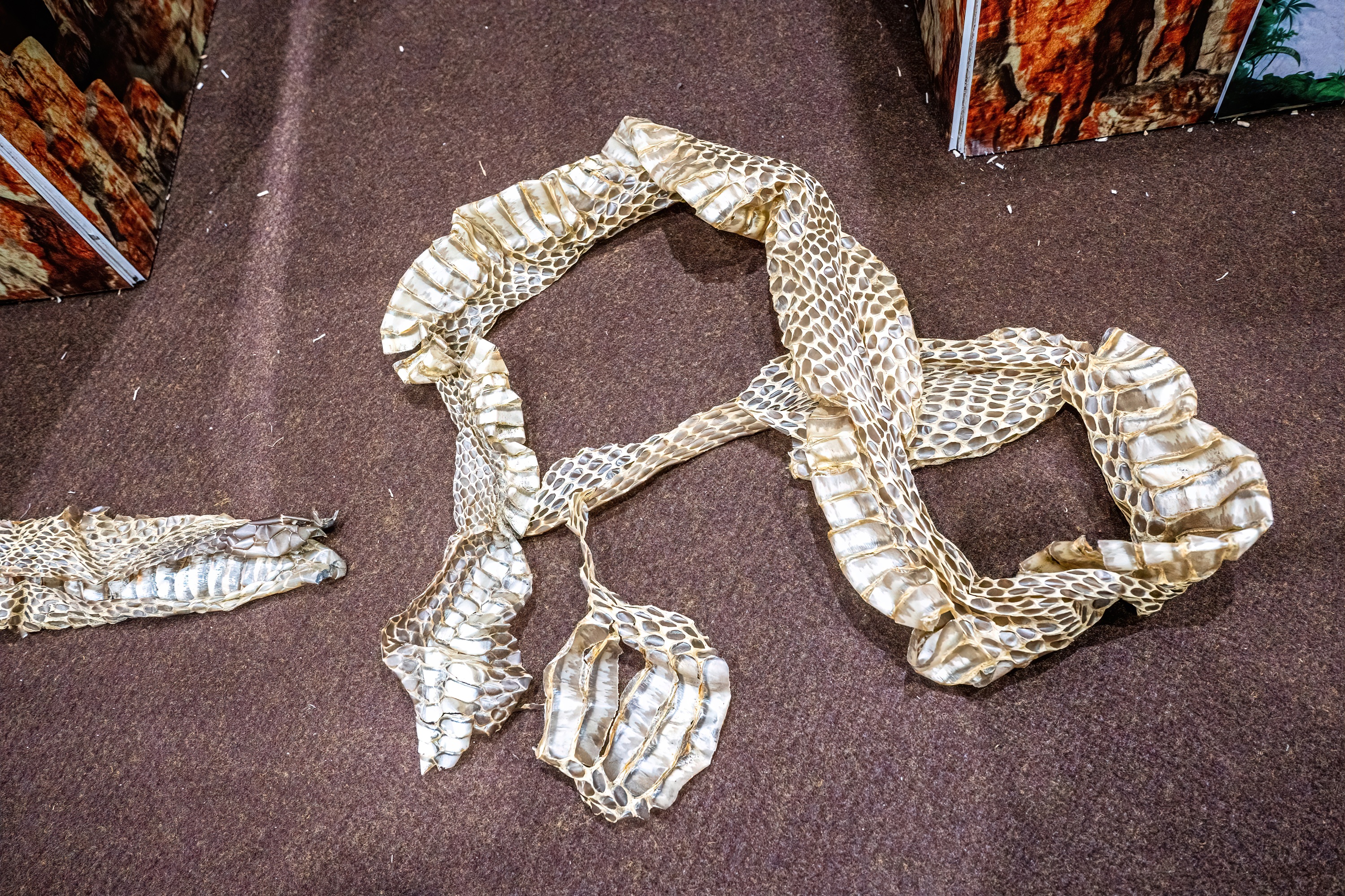 Horror As Snake Skins Found Behind Bathroom Wall During DIY Project ...