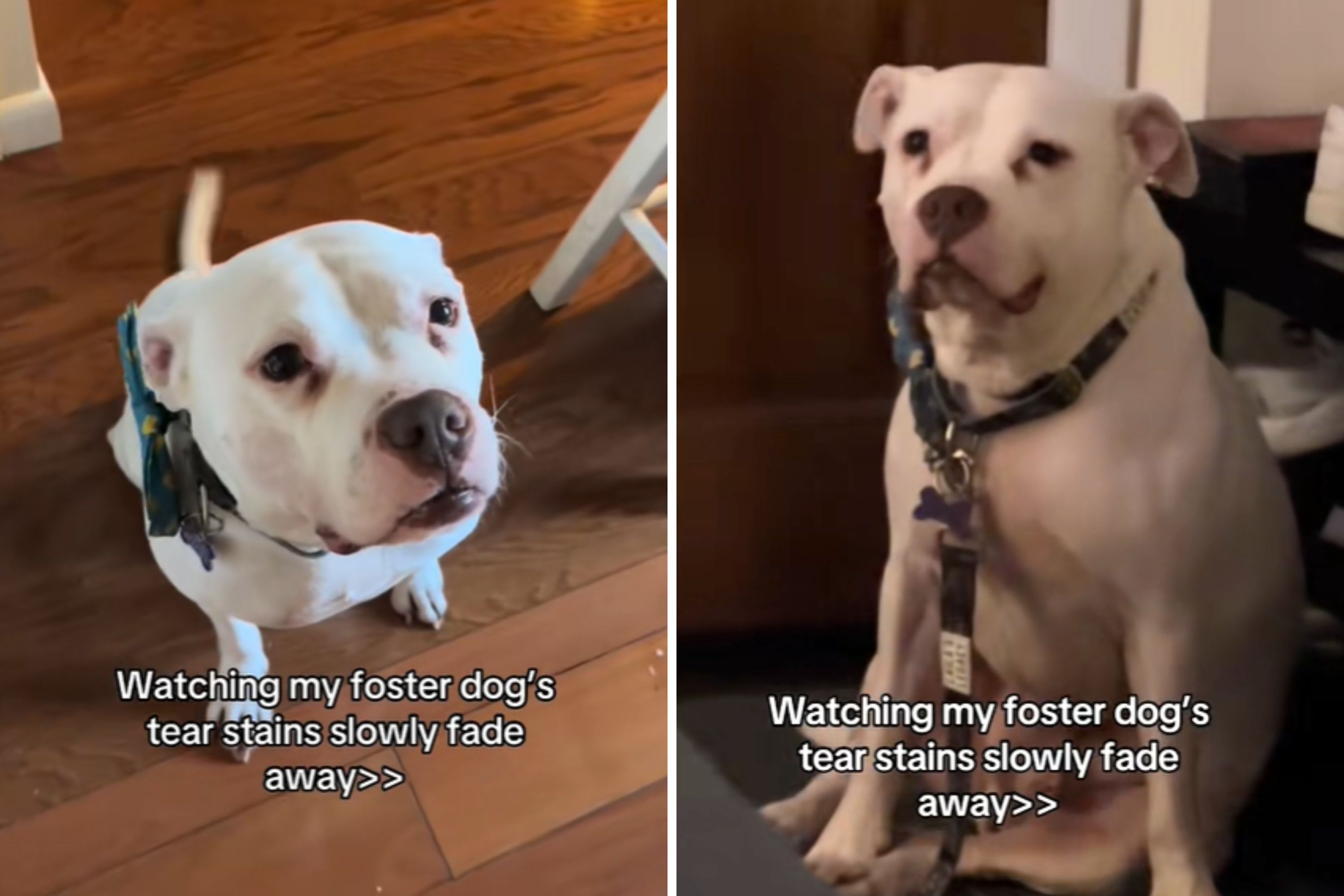 Watch as Rescue Dog's 'Tear Stains' Slowly Fade Away After He's ...