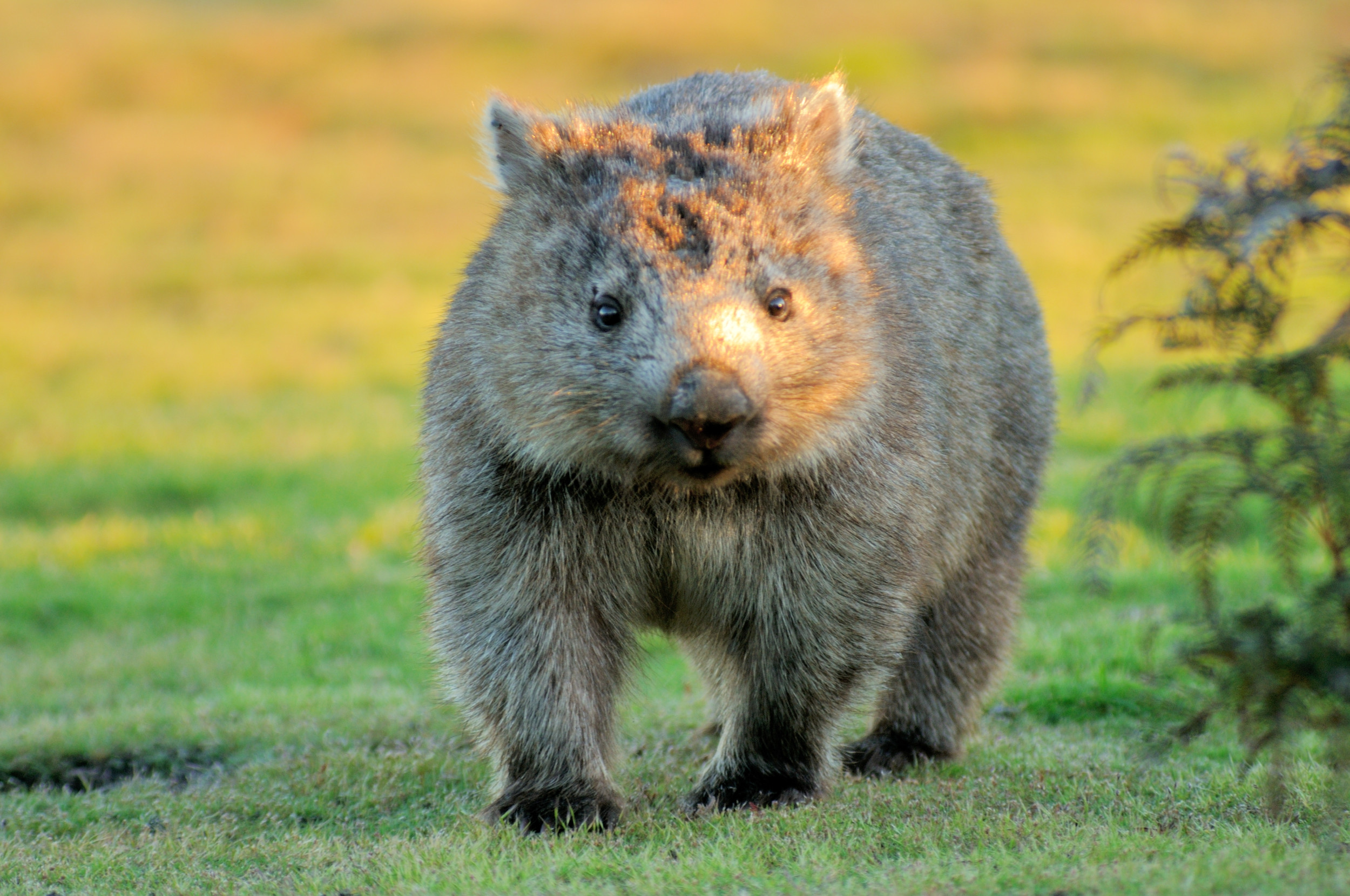 Australian Wombat Australian Bushfires: Animals That Take Refuge In