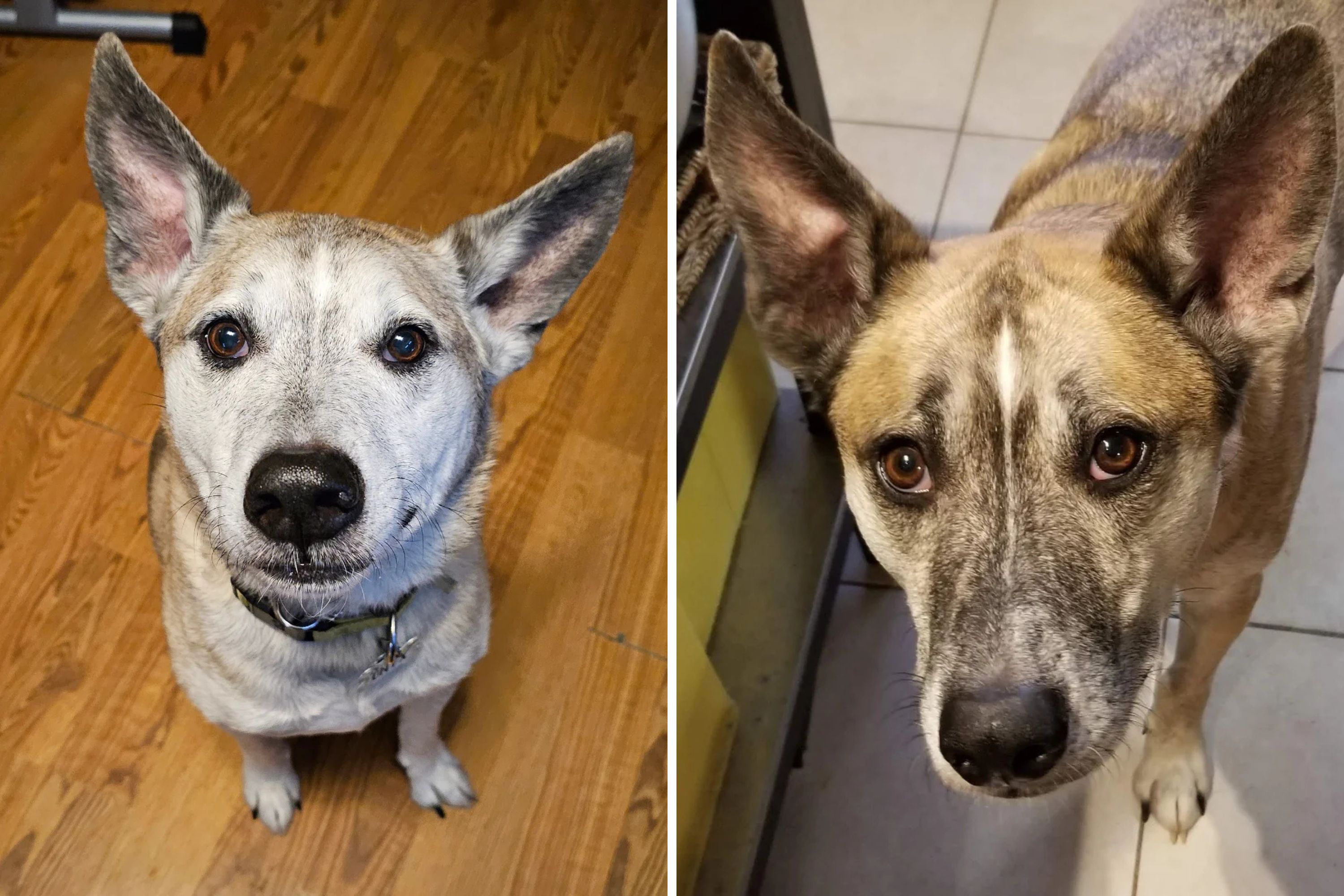 Dog Owner Takes Yearly Adoption Anniversary Pics—Last One Is ...