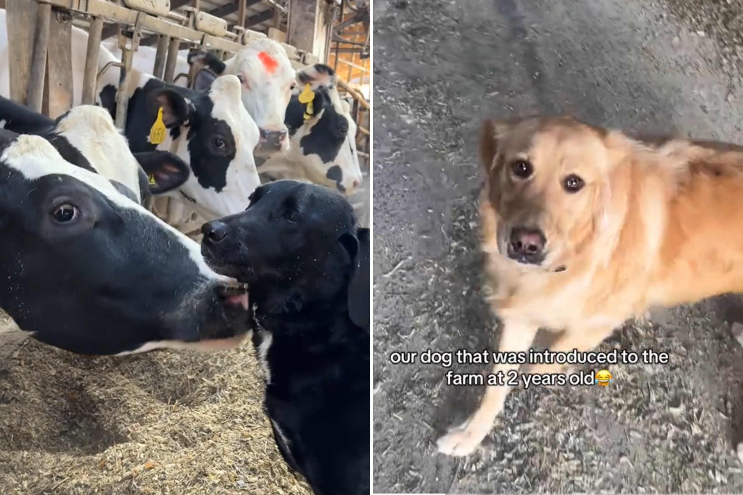 How Labrador Responds to Farm Animals vs Golden Retriever Delights ...