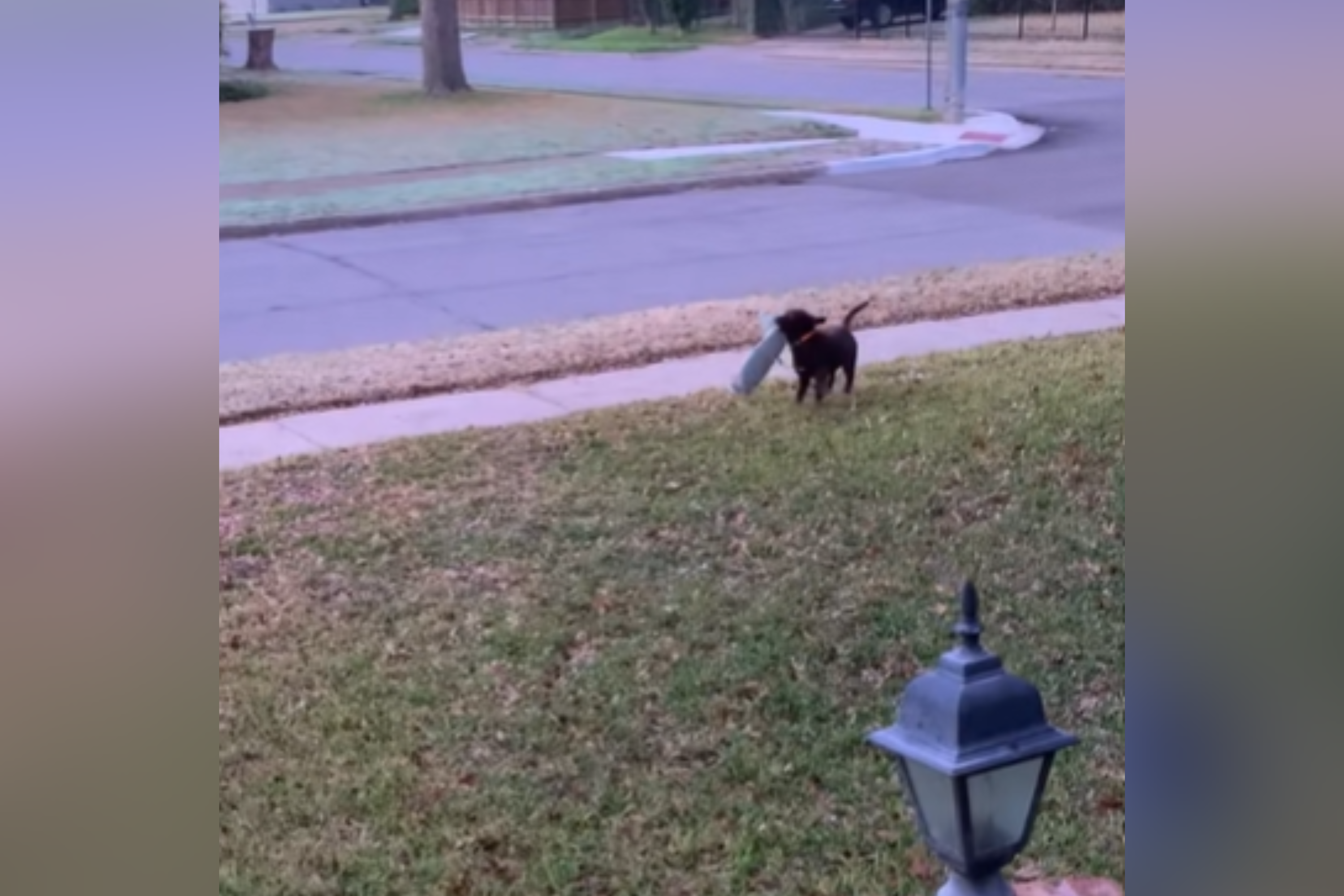 Laughter As Puppy Tries To Fetch Newspaper—but It Doesn't Go To Plan ...