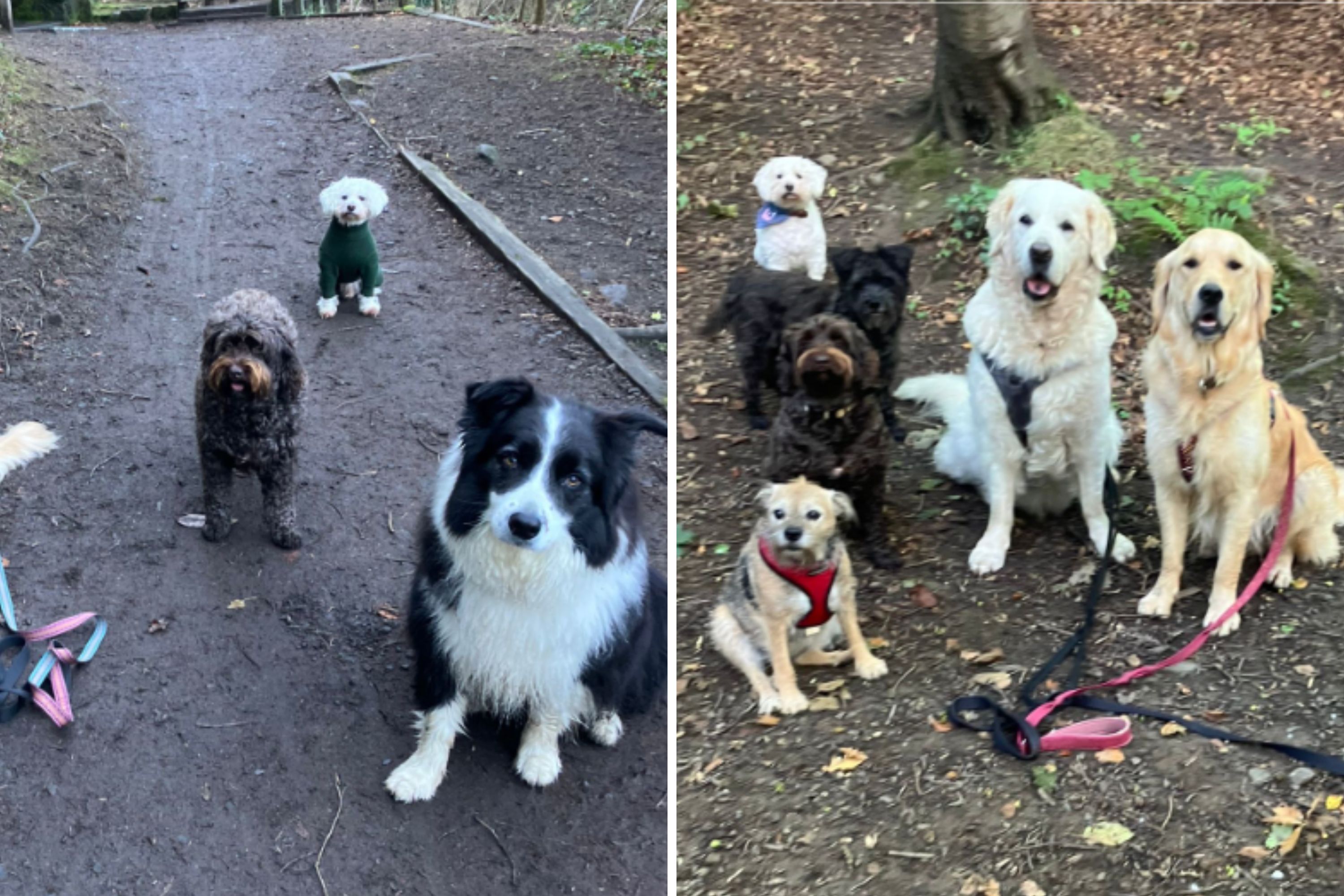 Dog Walker Sends Weekly Photos—Owner Shocked by What Pup Does in Every ...
