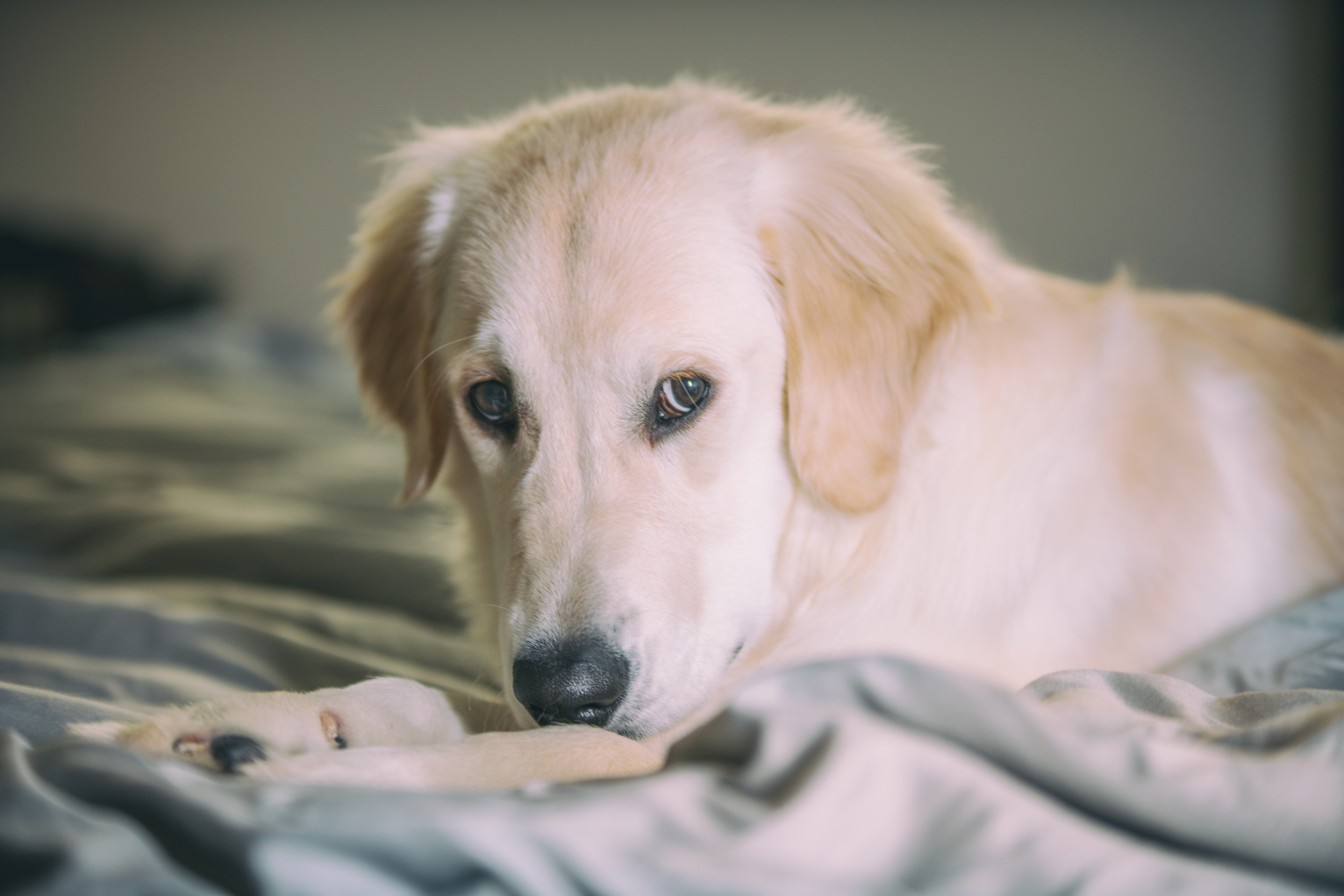 Dog Has 'Guiltiest Face' Owner Has Ever Seen, Internet Defends Her ...