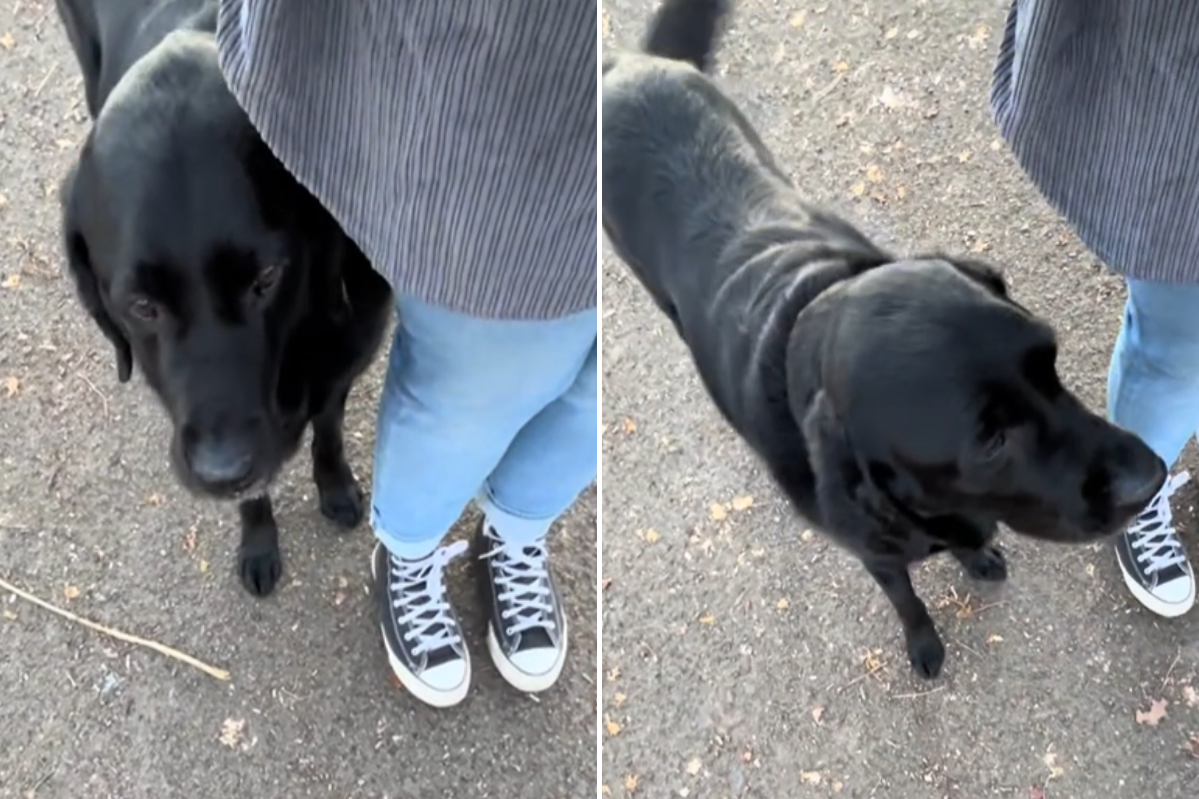 Hearts Melt Over The One Habit Failed Guide Dog Still Hasn't Unlearned ...