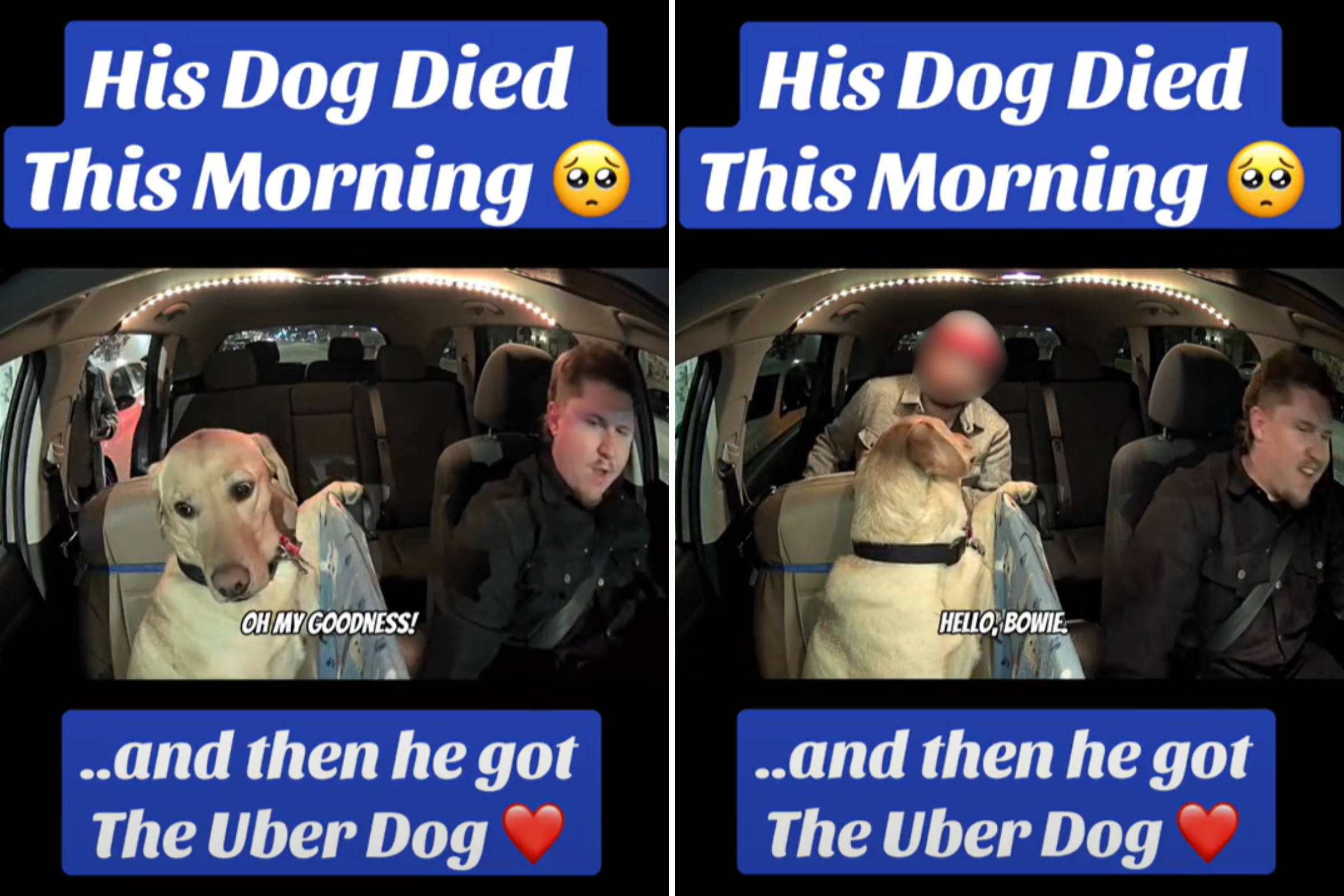 Man Gets Into Uber After Dog Is Put Down—Can't Believe What He Finds in ...