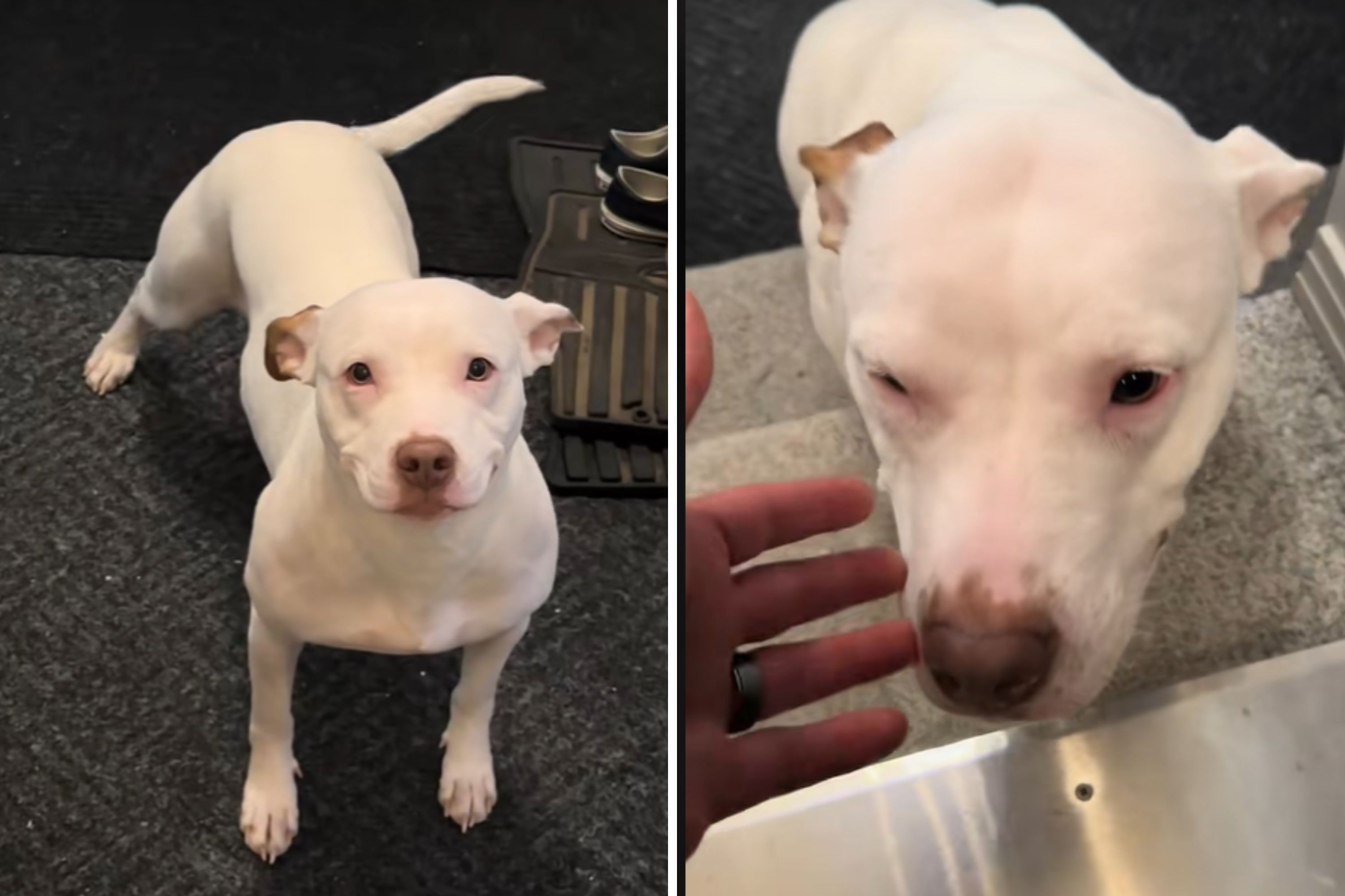 Tears Over What 'Anxious' Rescue Dog Does on First Day in New Home ...