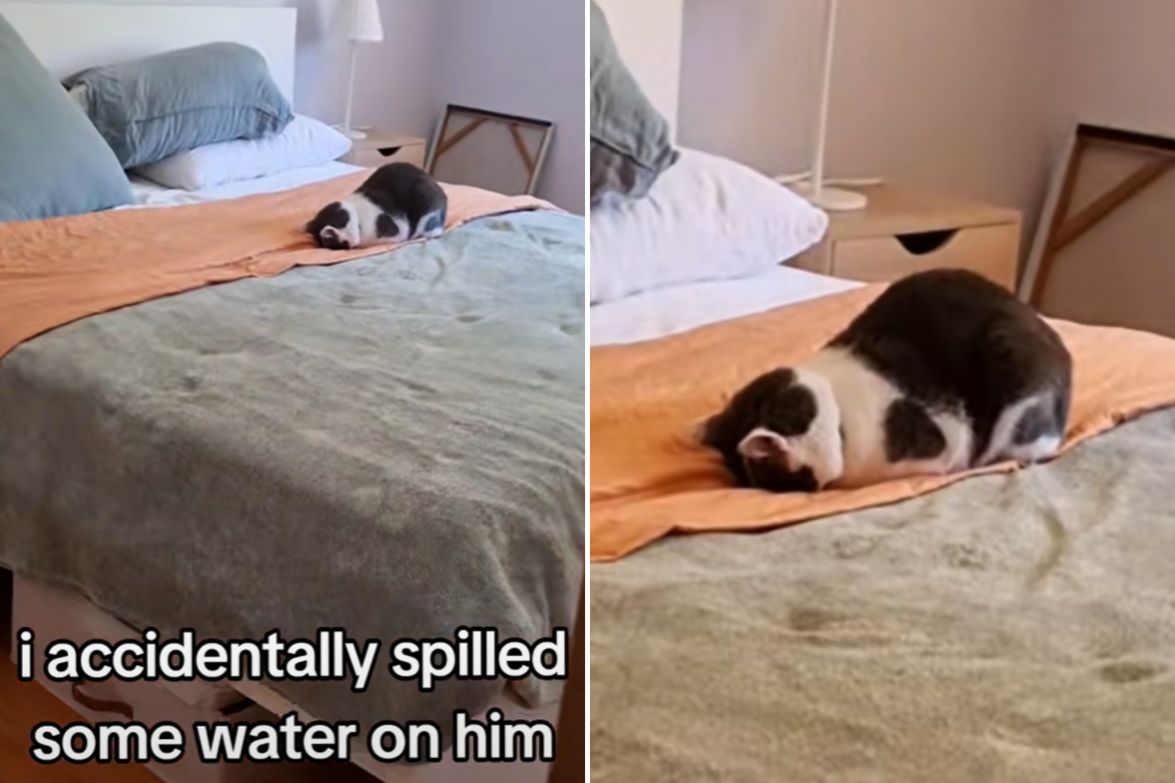 Cat's Dramatic Reaction After Owner Spills Water on Him: 'See You in ...