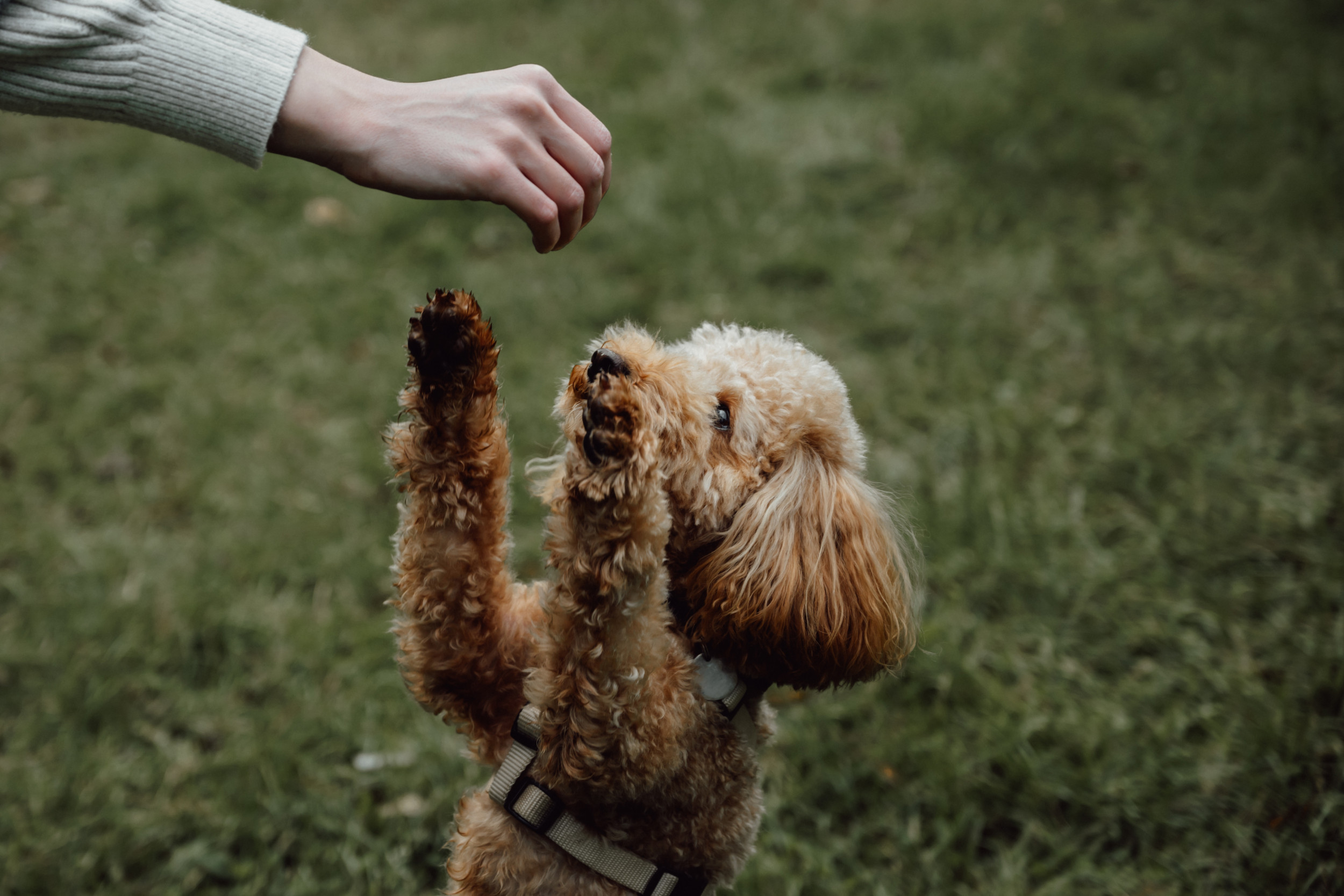 Cavapoo's 'Dramatic' Reaction to French Fry Caught on Camera Goes Viral ...