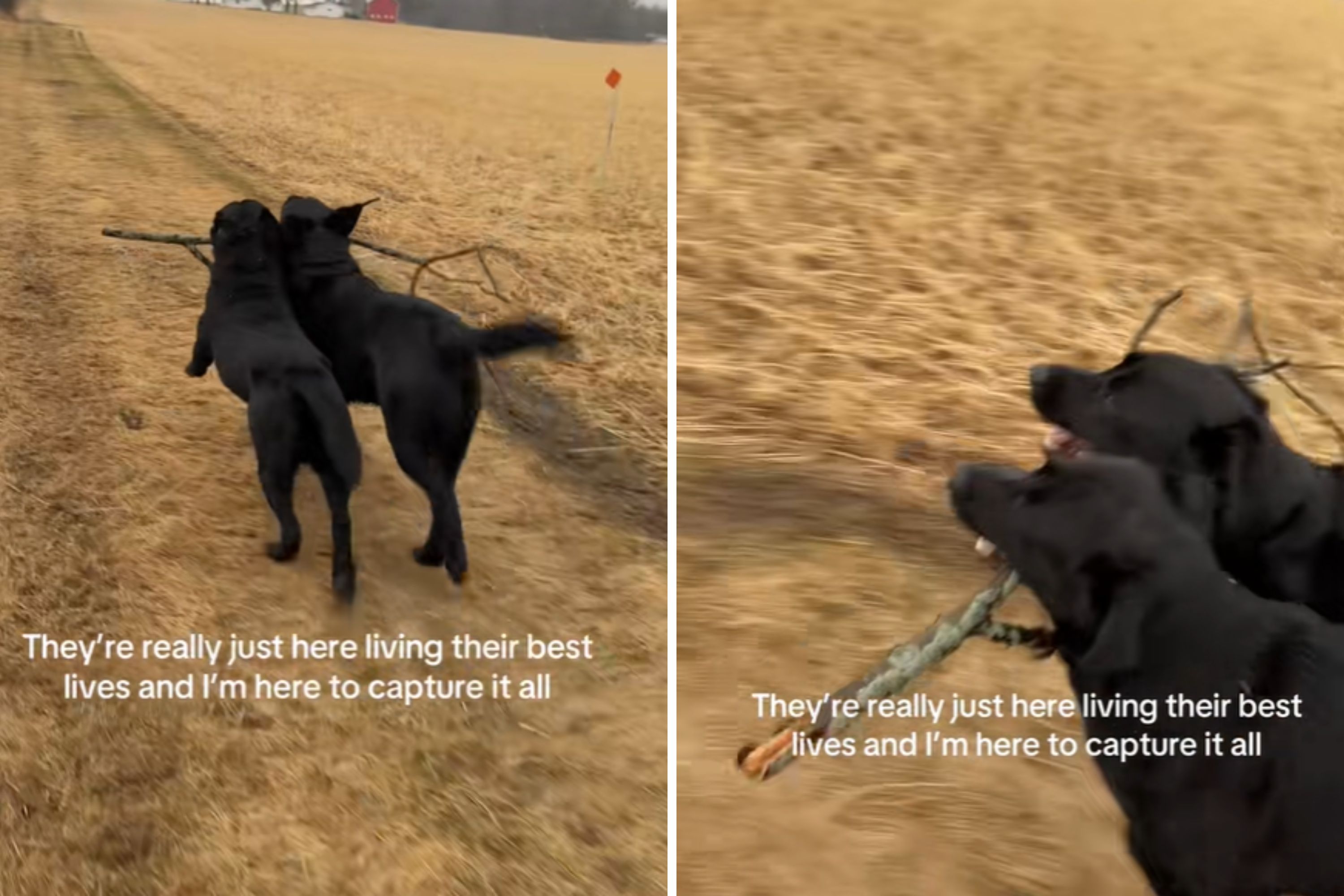 Video of 2 Labradors Perfectly in Sync Goes Viral—'Living Their Best ...