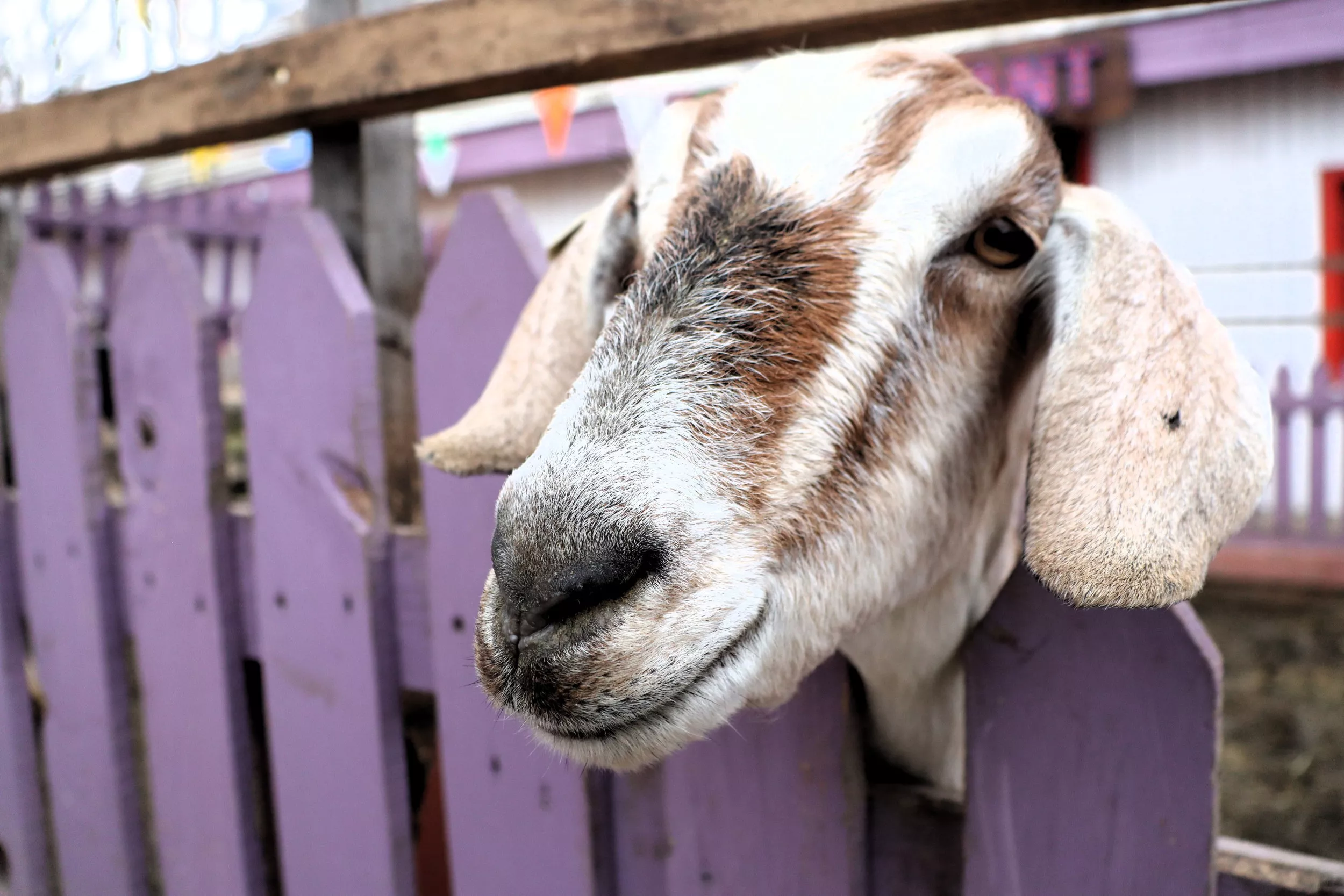 Goat Face Lucy Funny Goat Face Stock Photos, Royalty Free Funny Goat