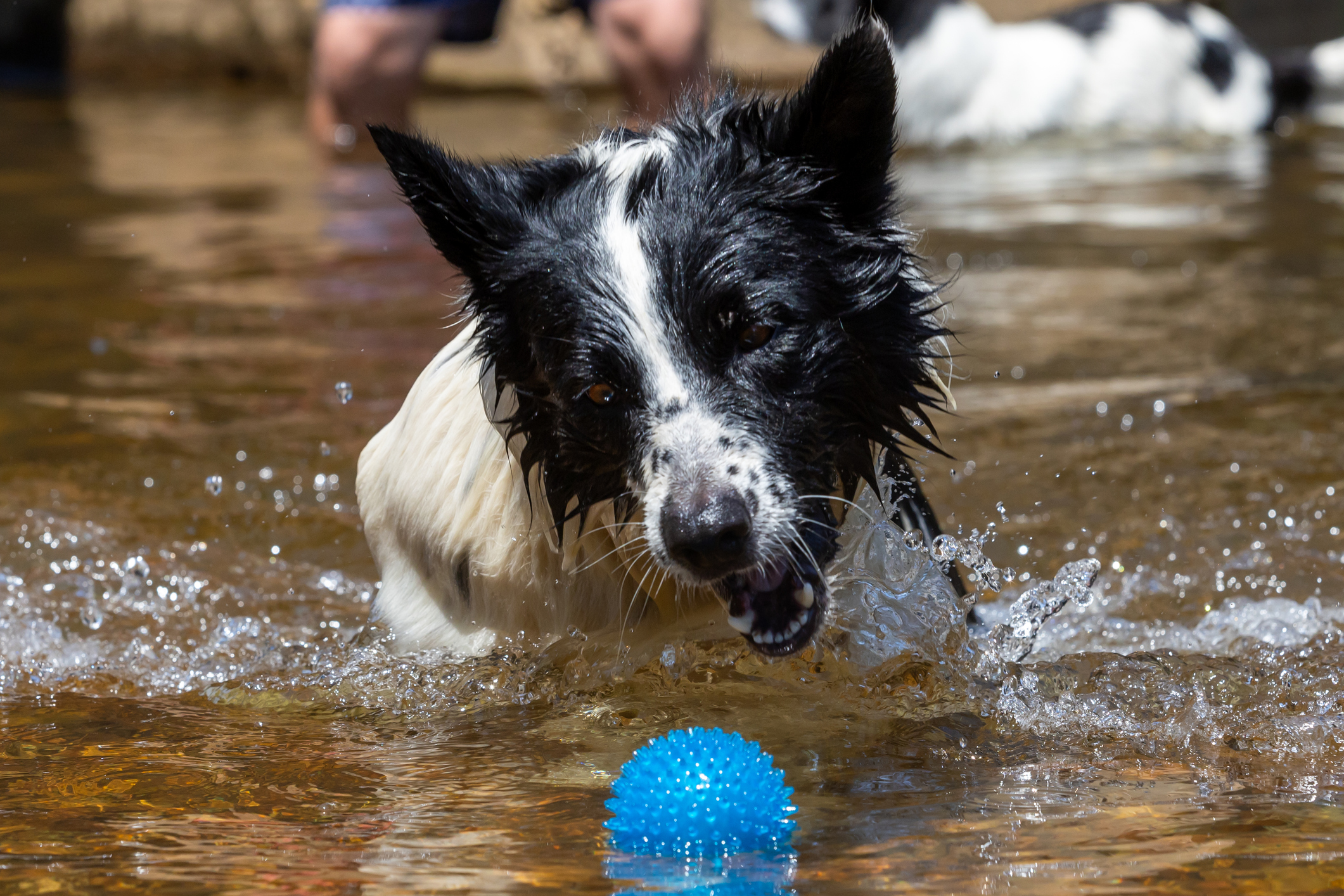 Hearts Melt as Border Collie Left With No Job From Owners—but He Has a ...