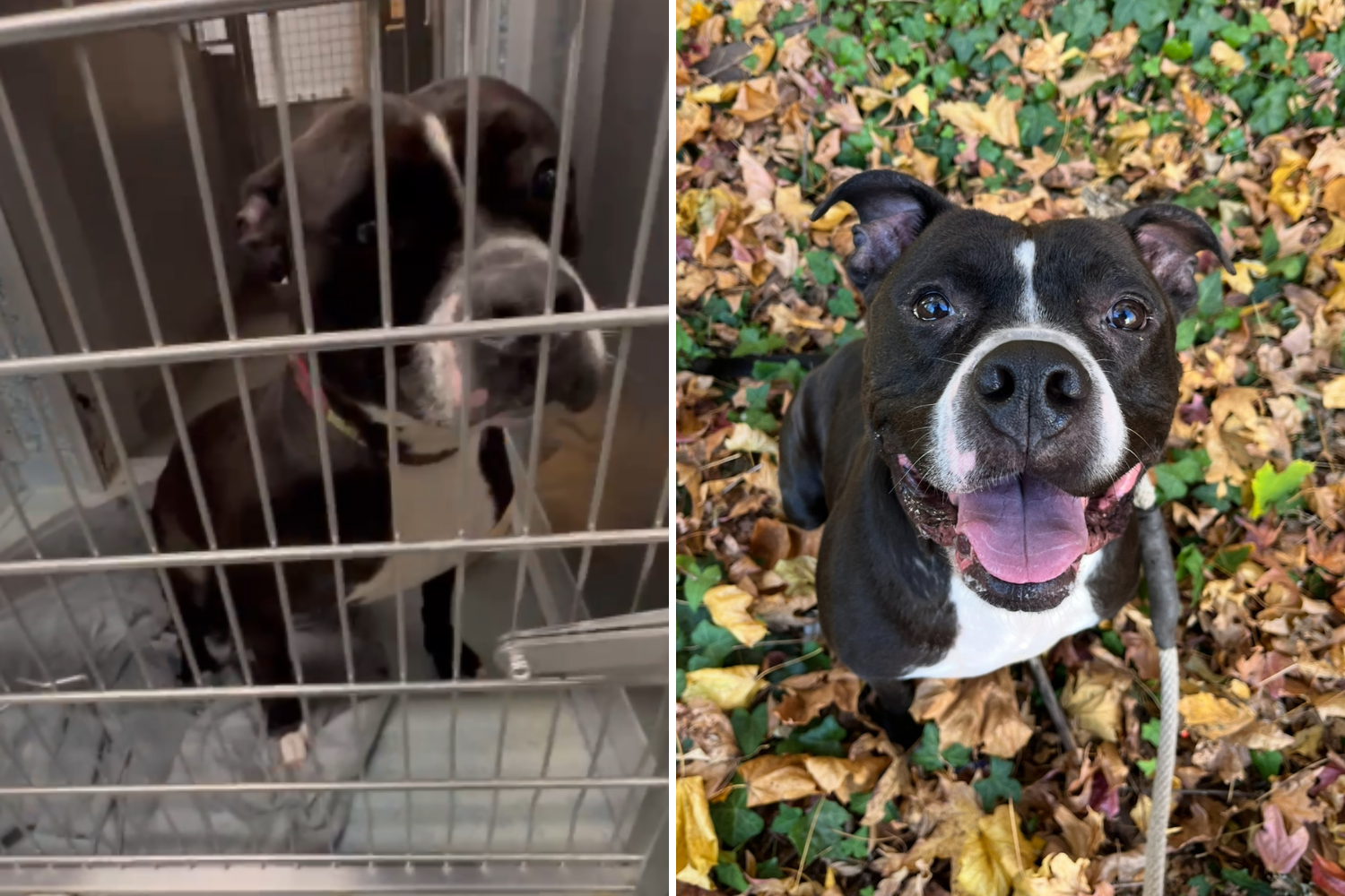 Dog Waiting 1,400 Days in Shelter Has Sweetest Reaction to Volunteer ...