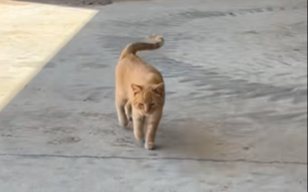 Moment Owner Realizes Cat Has Been Spending 'a Bit Too Much Time' With ...