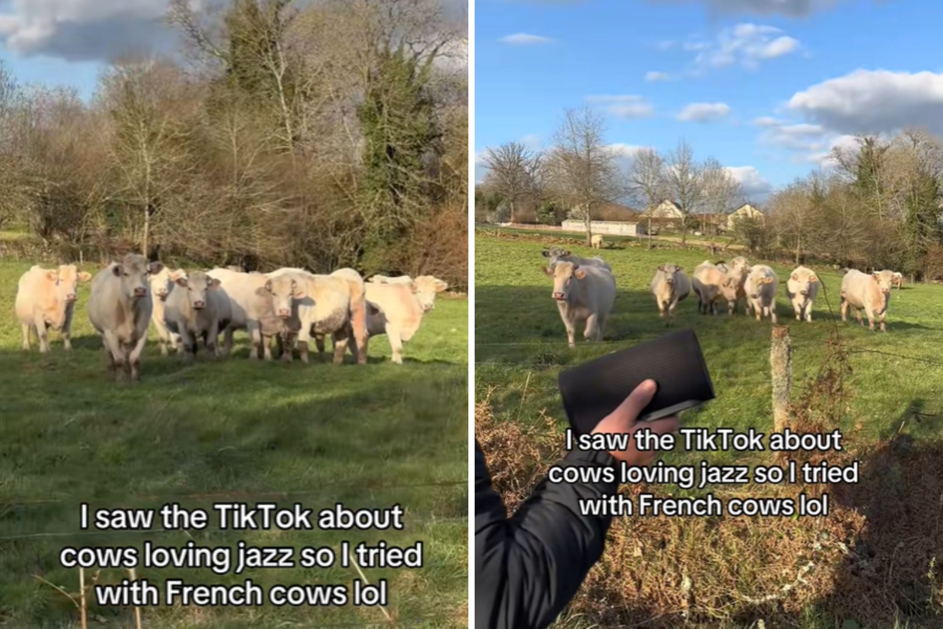 Do Cows Enjoy Jazz Music? Family Decides To Test It Out Themselves ...