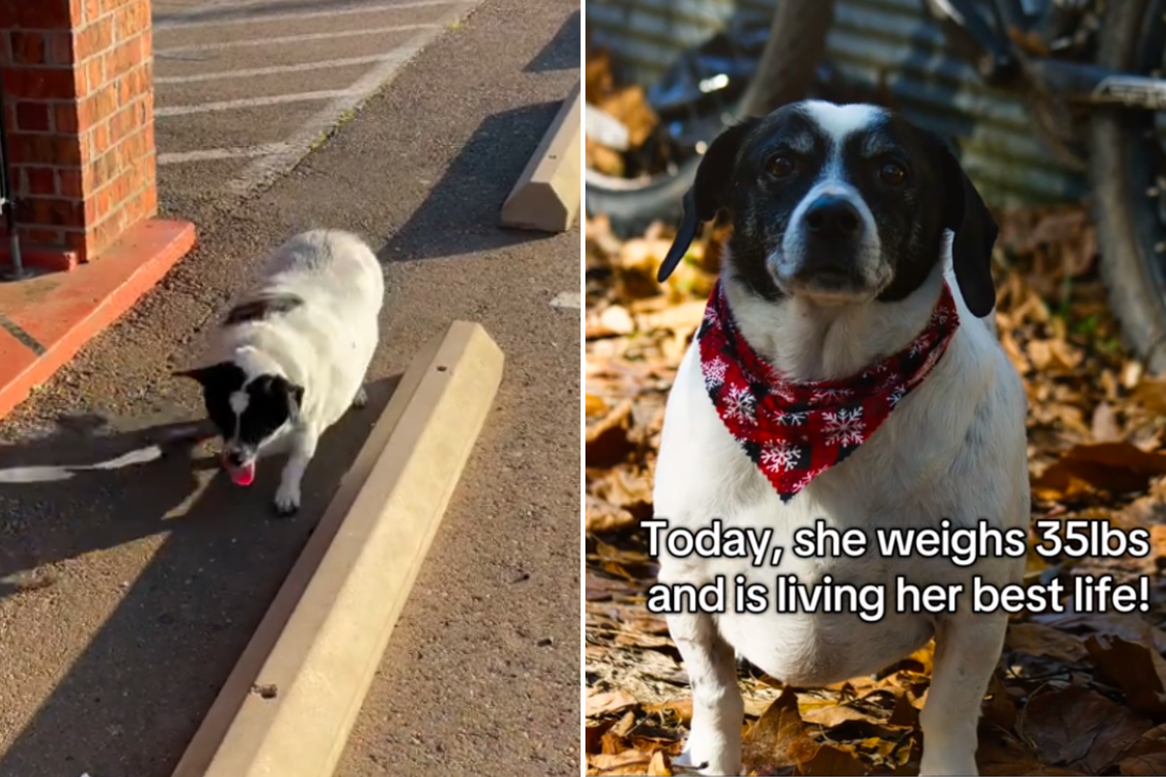 Overweight Rescue Dog Halves Her Weight by Losing 37lbs—This Is Her Now ...