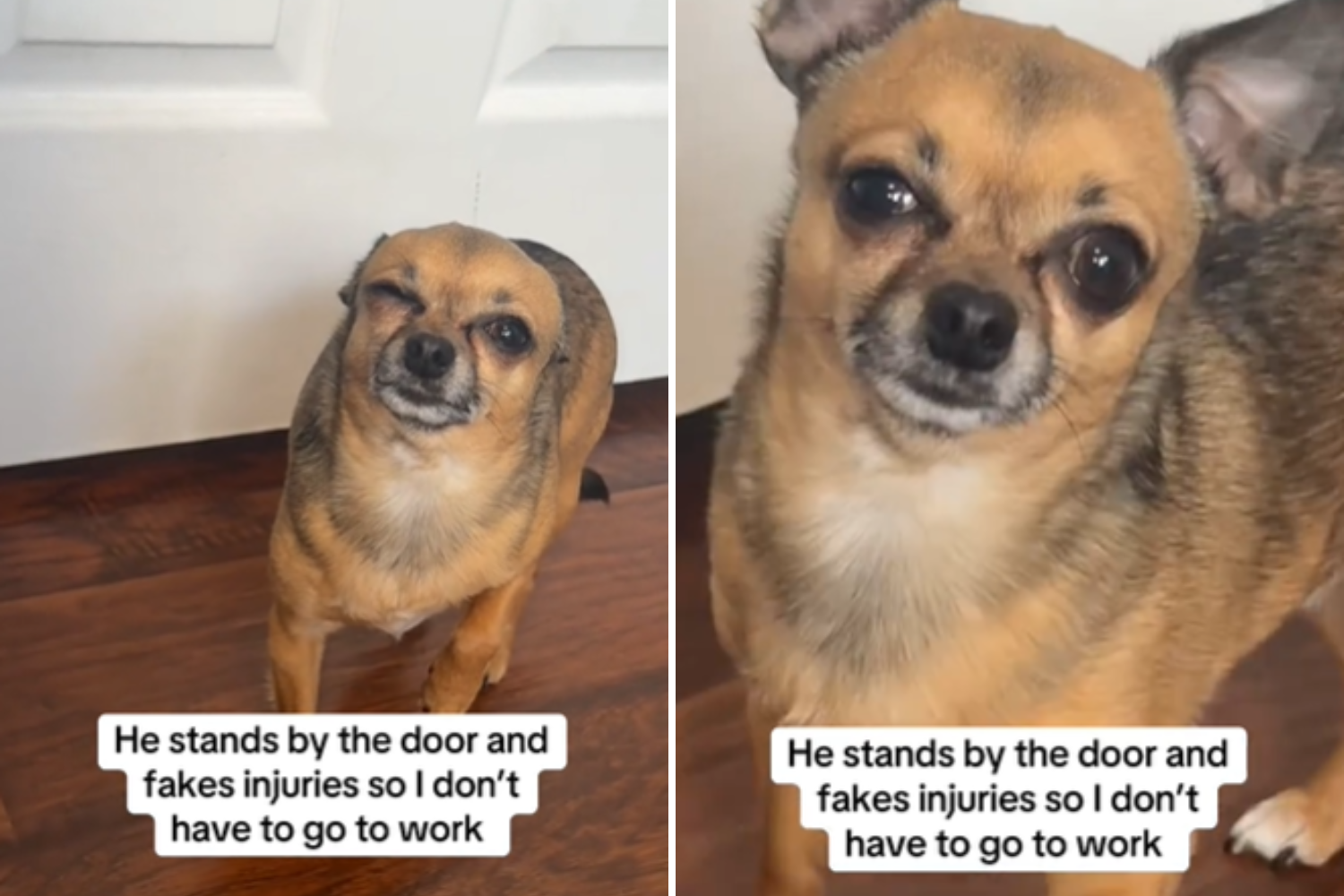 Injured Dog Memes