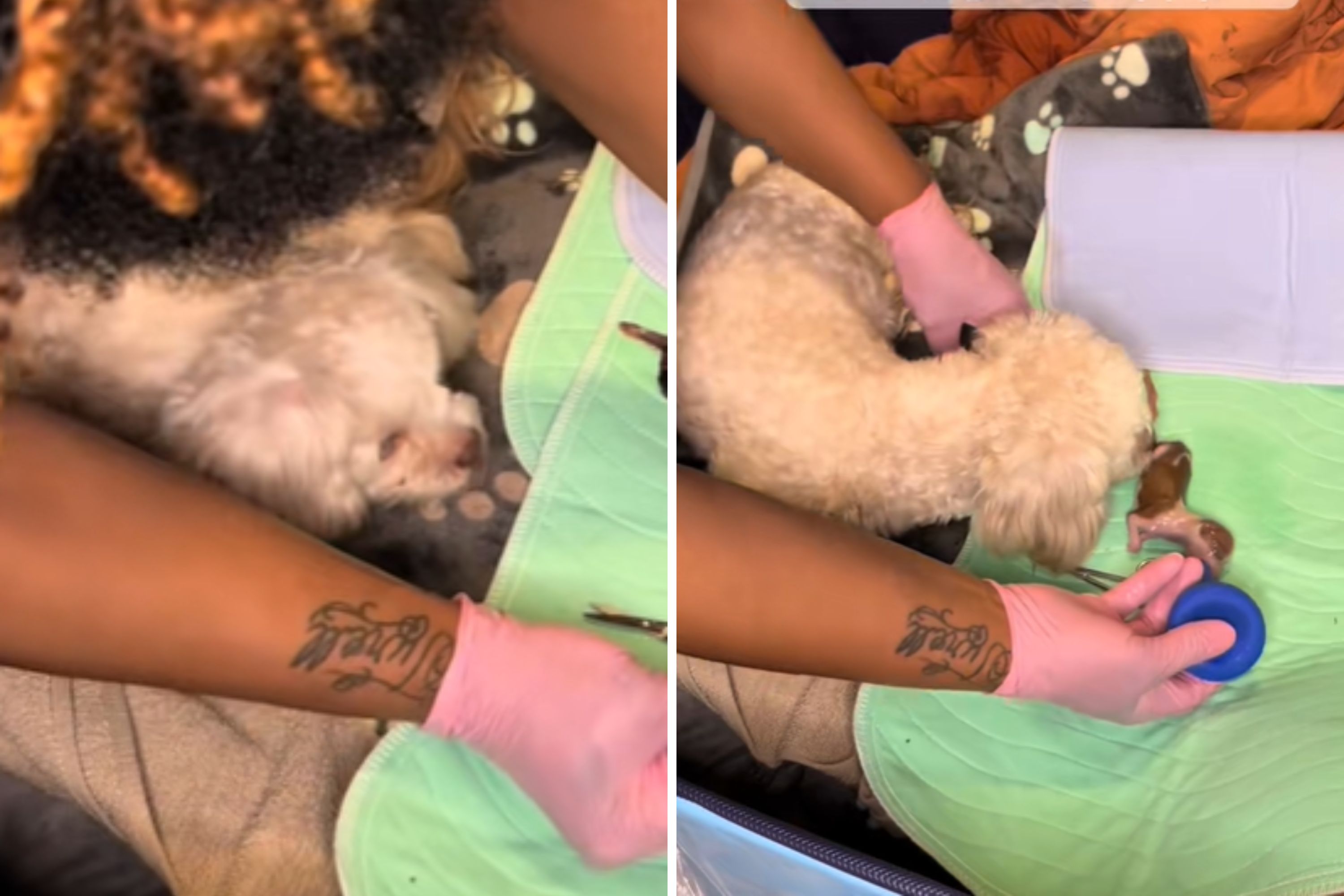 Frightening Moment Owner Stops Mama Dog From Eating Pup After Giving ...