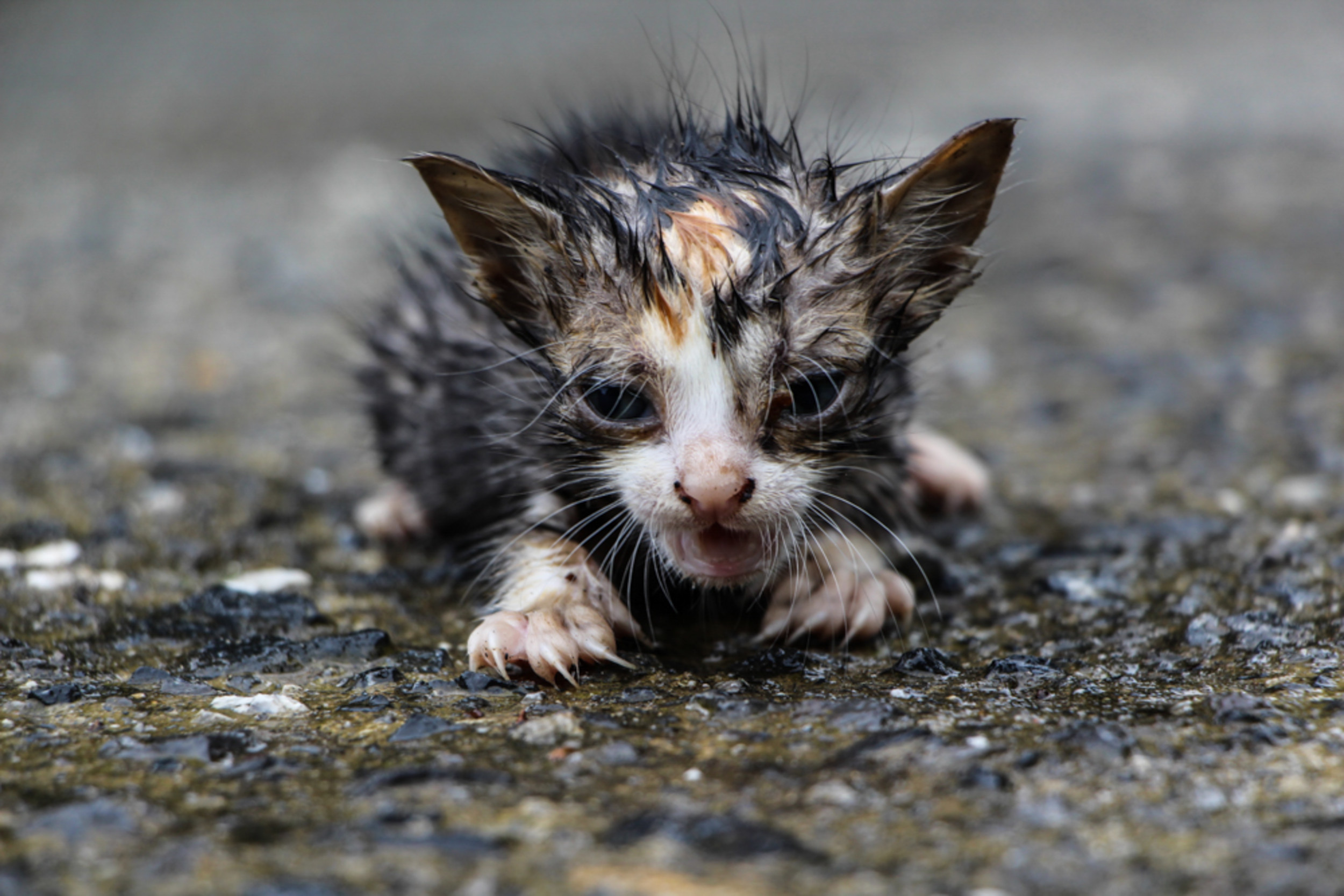 Woman Spots 'Given Up' Kitten in Pool of Water, She Knows What To Do ...