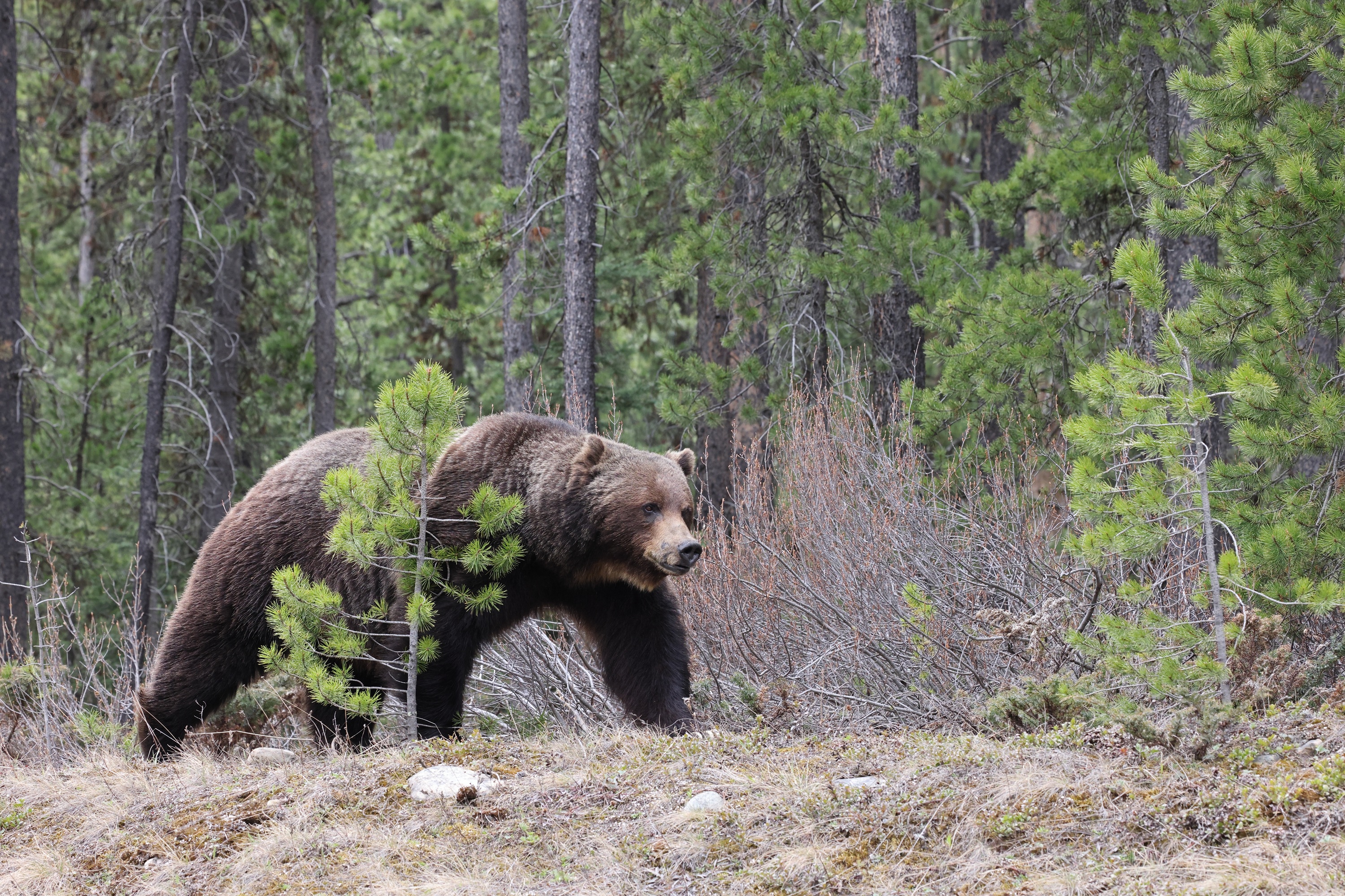 Hiker Takes Trail up Rocky Mountains—Then a Grizzly Bear Follows - Newsweek