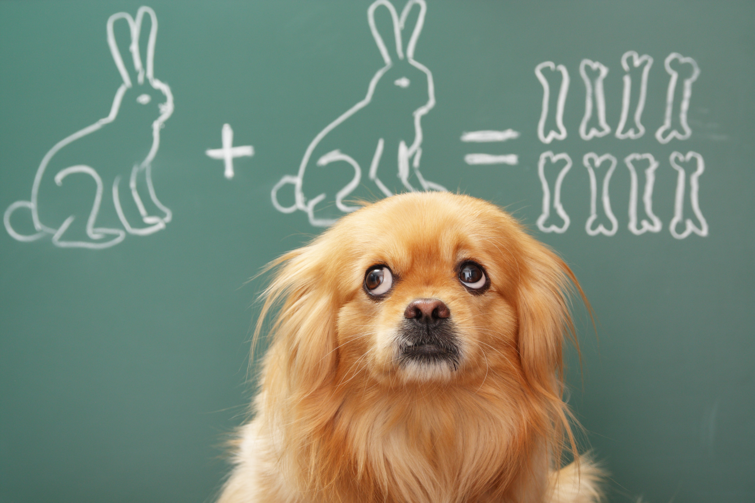 Is Your Dog Secretly a Genius? Expert Reveals 6 Signs - Newsweek