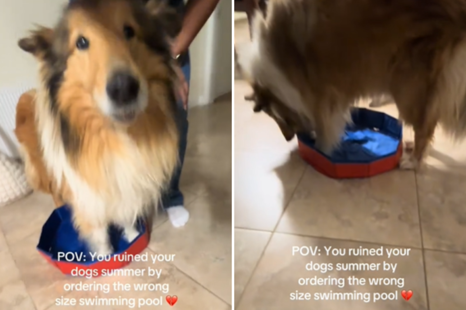 Woman Orders Pool for Dog To Enjoy This Summer—but There's Just One ...