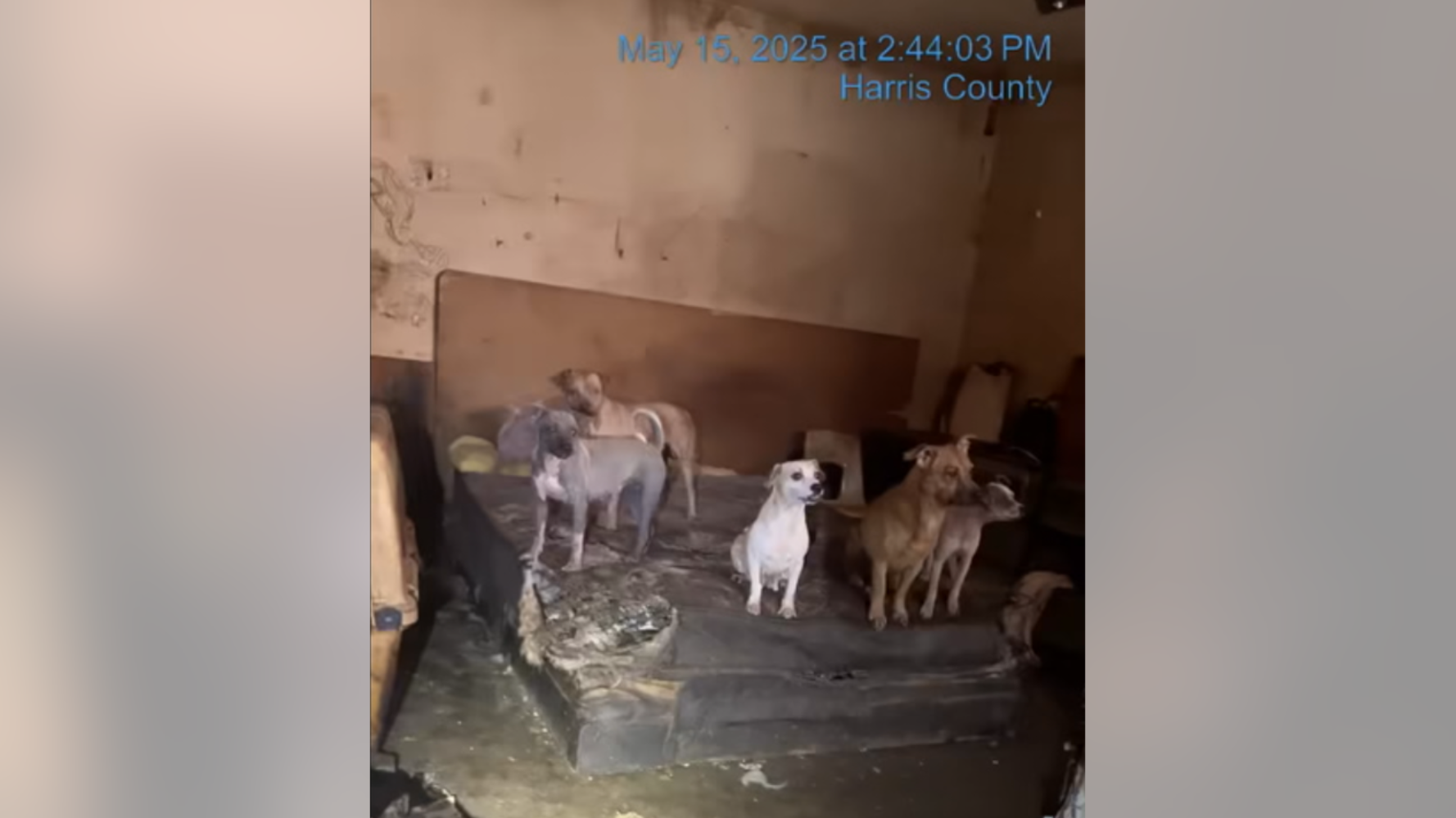 19 Abandoned Dogs Rescued From 'House of Horrors' in Texas - Newsweek
