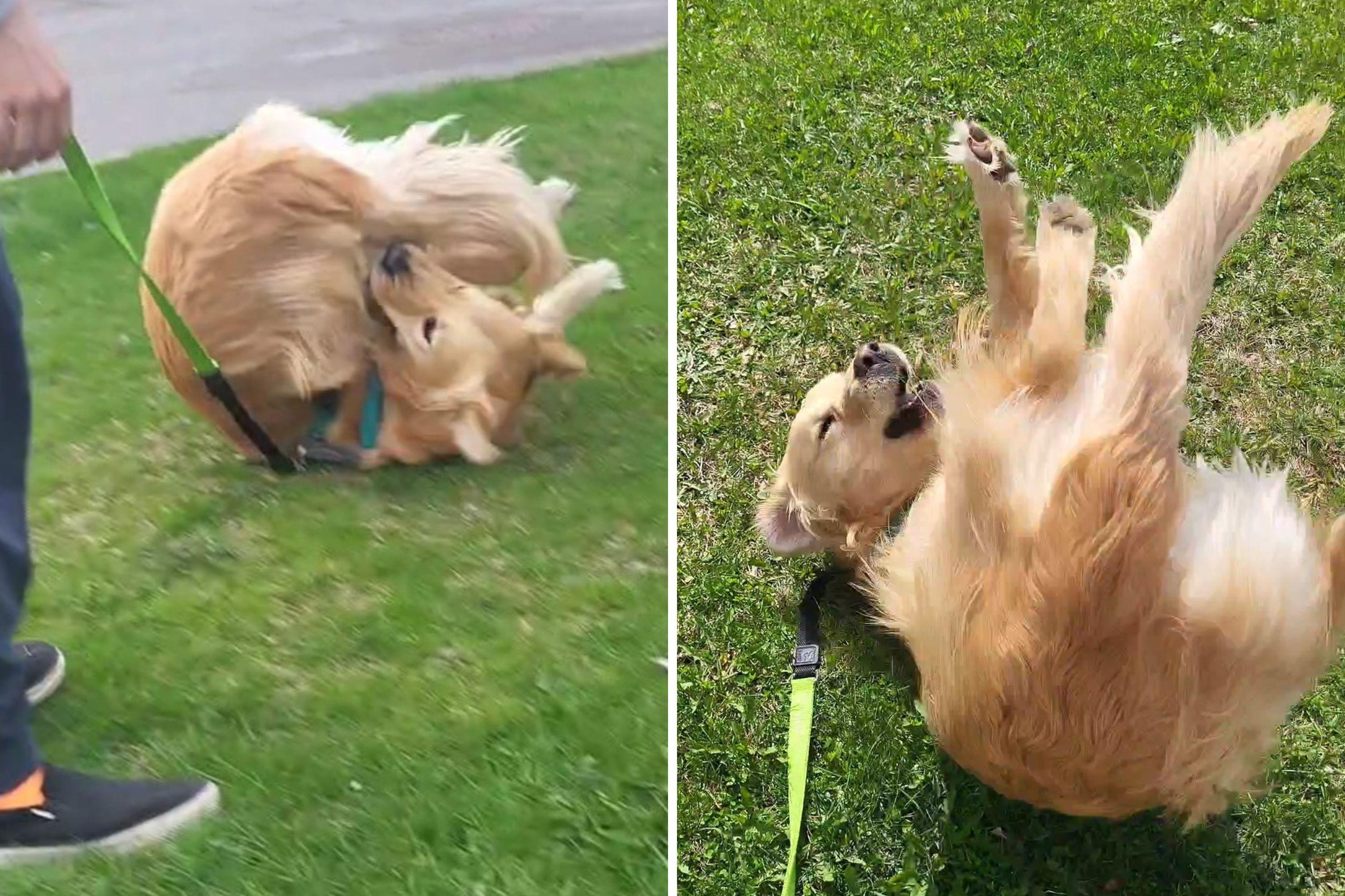 Golden Retriever's Adorable Trick Goes Viral—but There's a Twist - Newsweek