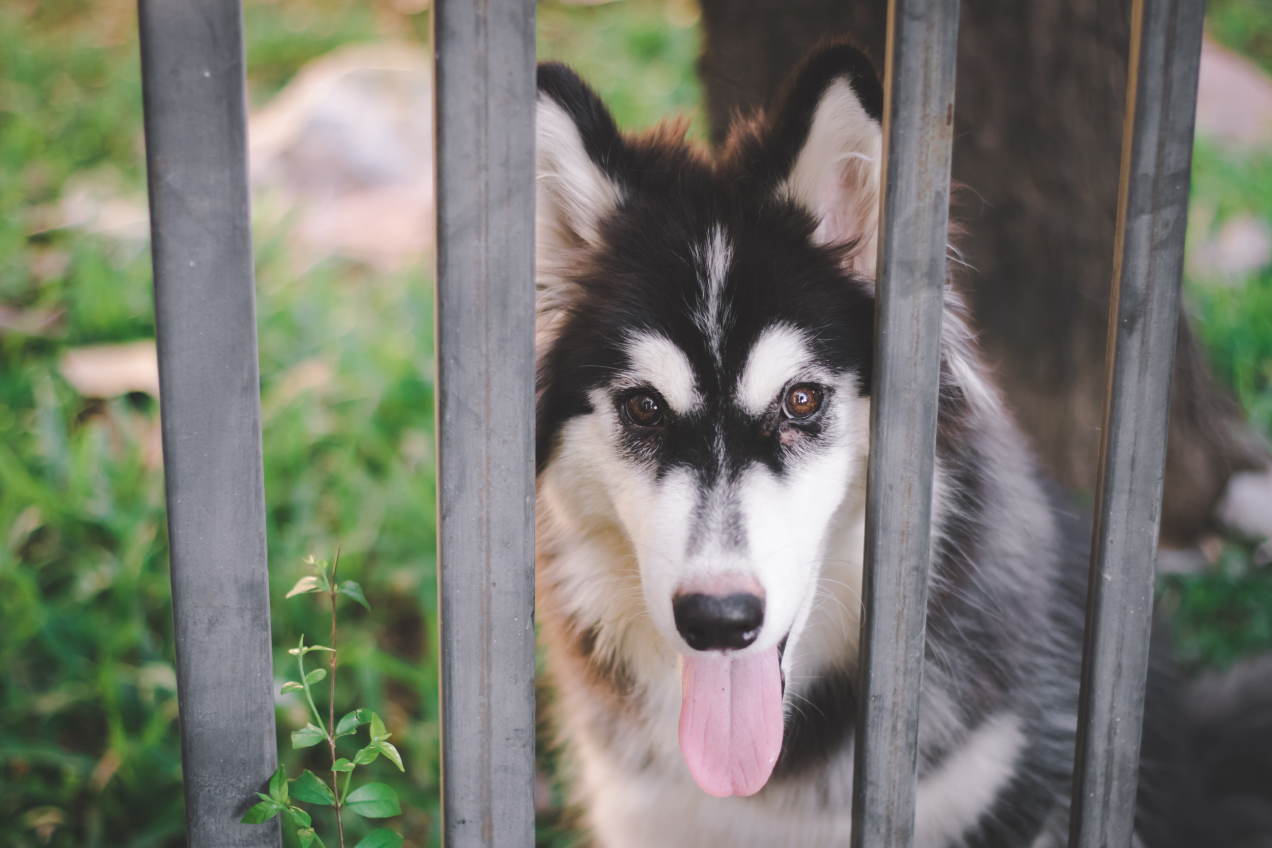 Woman Left in Shock After Filming Husky's 'Escape Route' - Newsweek