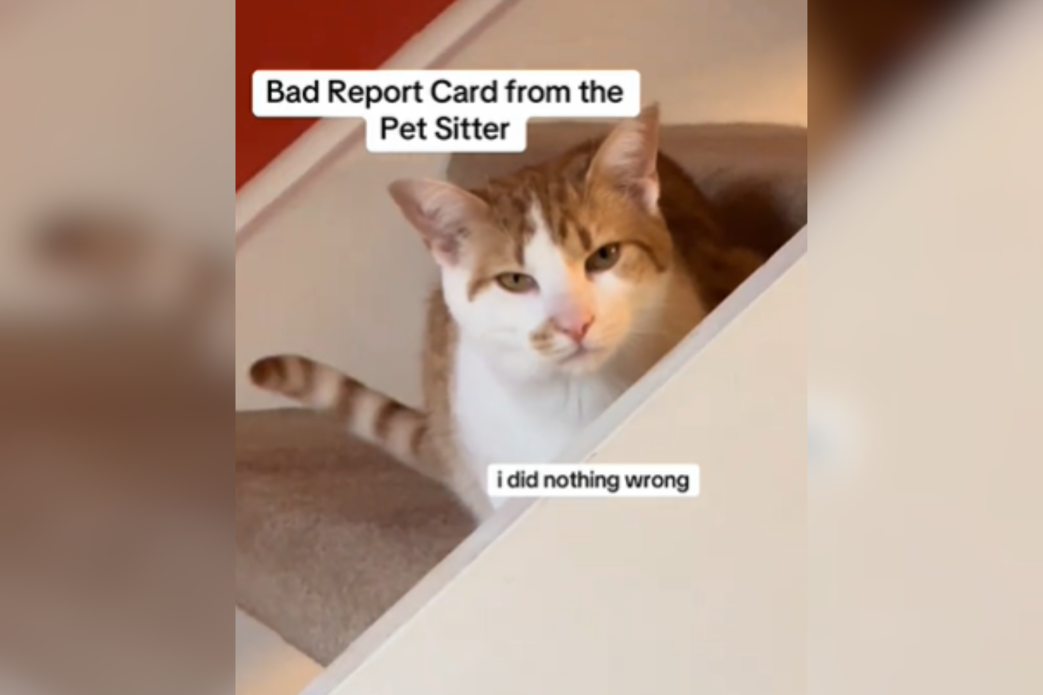 Dog and Cat Get Scolded After Sitter's 'Bad Report Card'—Not Impressed ...