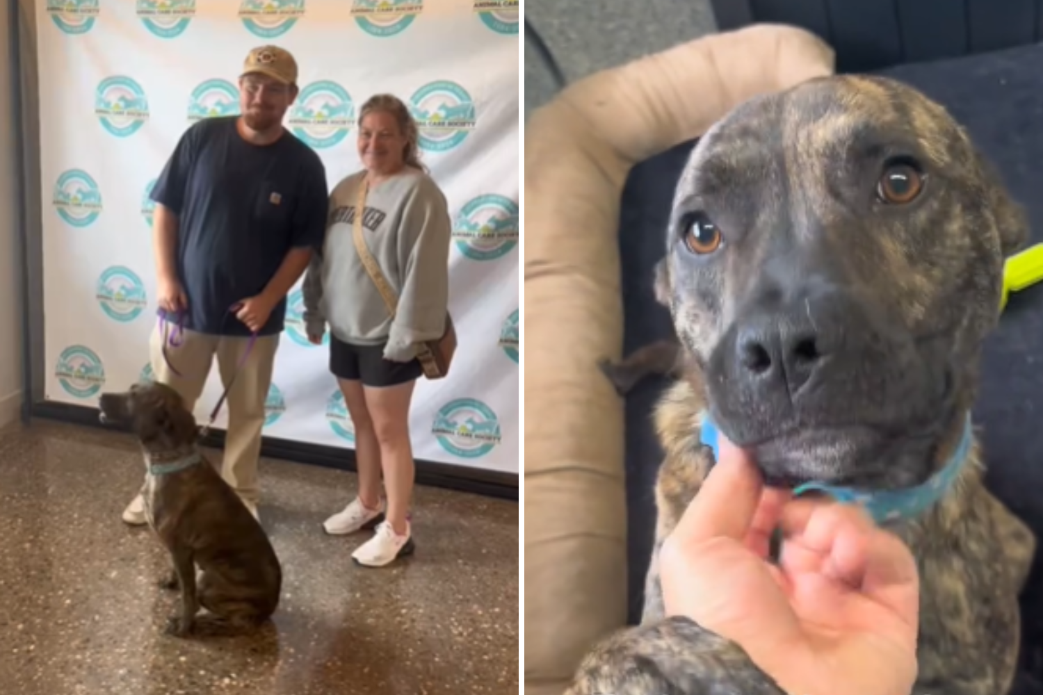 Shelter Dog Returned Twice and Ignored at Event—Then Someone Saw Her ...