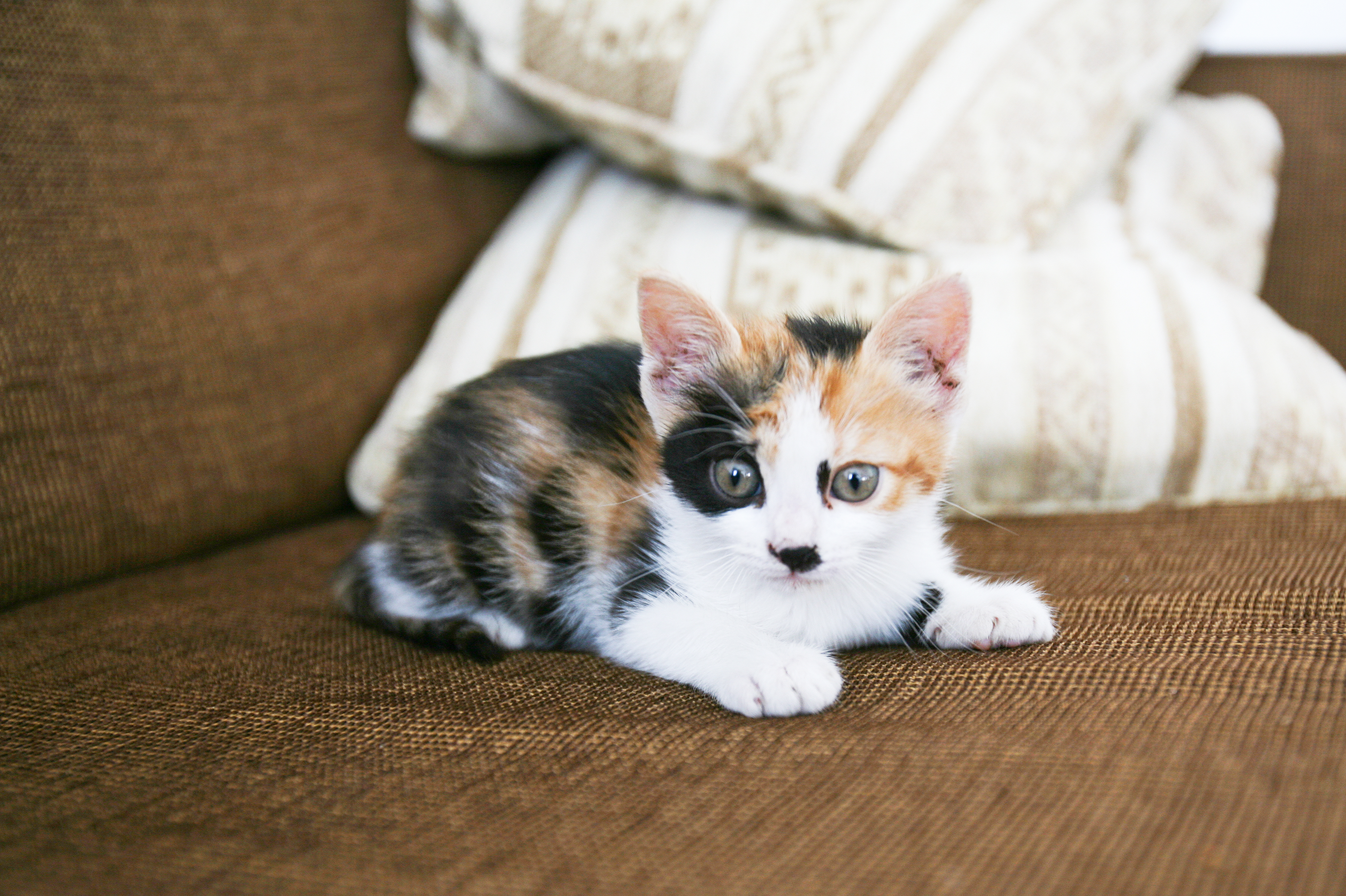 Kittens Calico