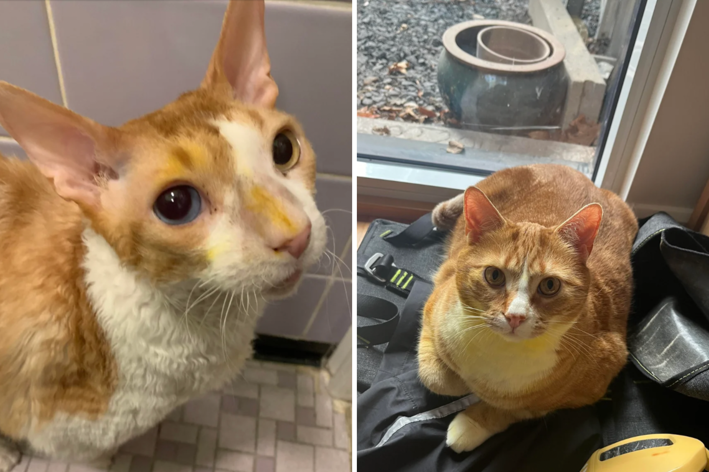Pet Owner's Warning After Both Cats 'Turn Yellow' Overnight - Newsweek
