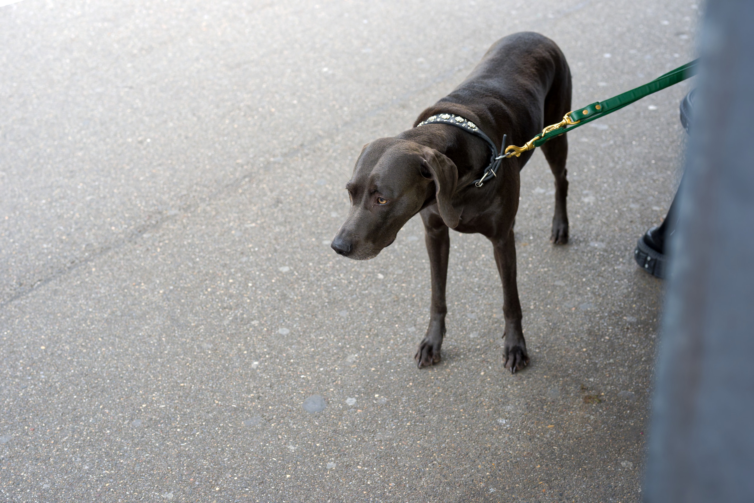 Woman's Message to Owner Who Dumped Dog Next to Highway in Rain Goes Viral - Newsweek