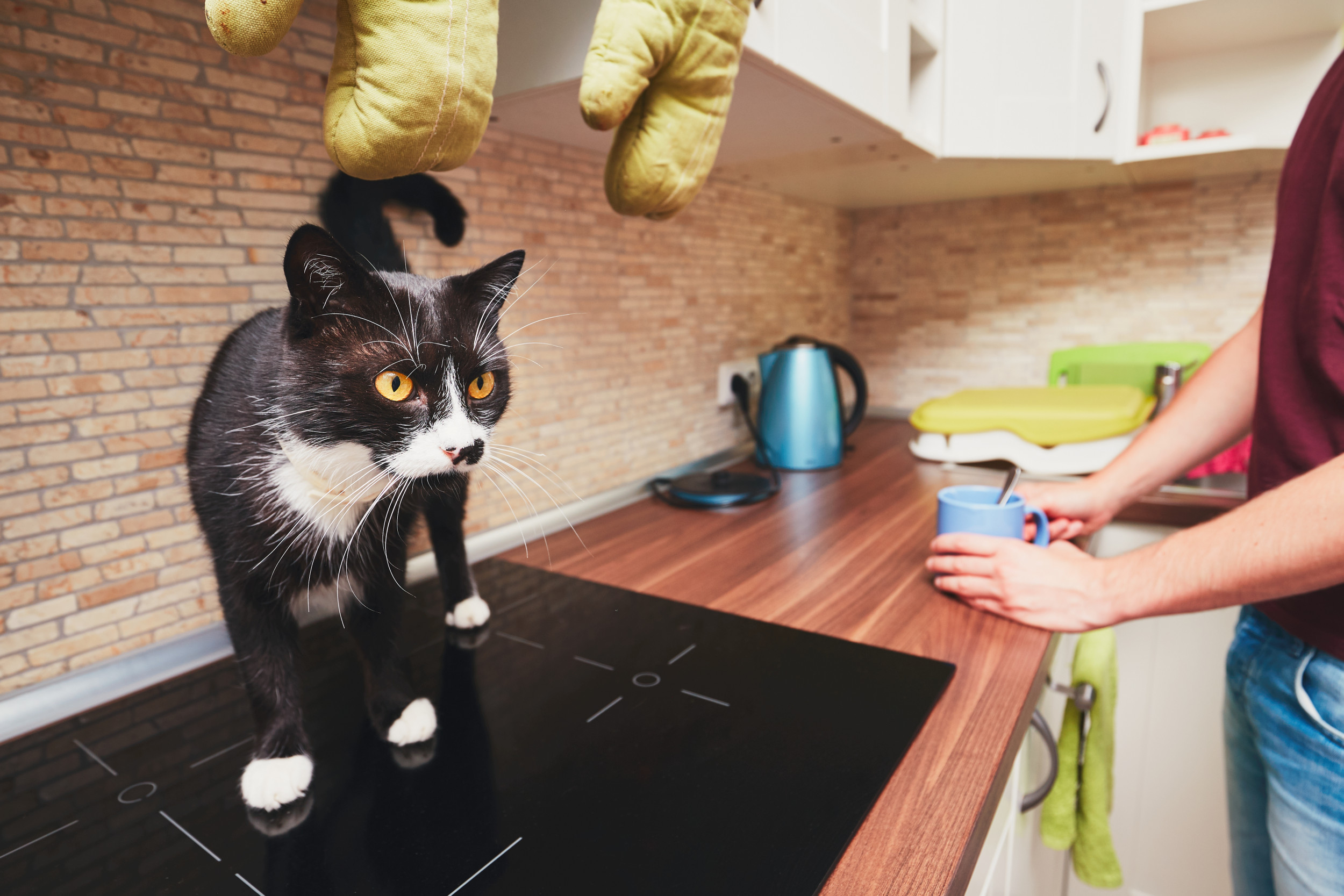 What Hungry Cat Does in the Kitchen Shocks Internet: 'They're Evolving ...