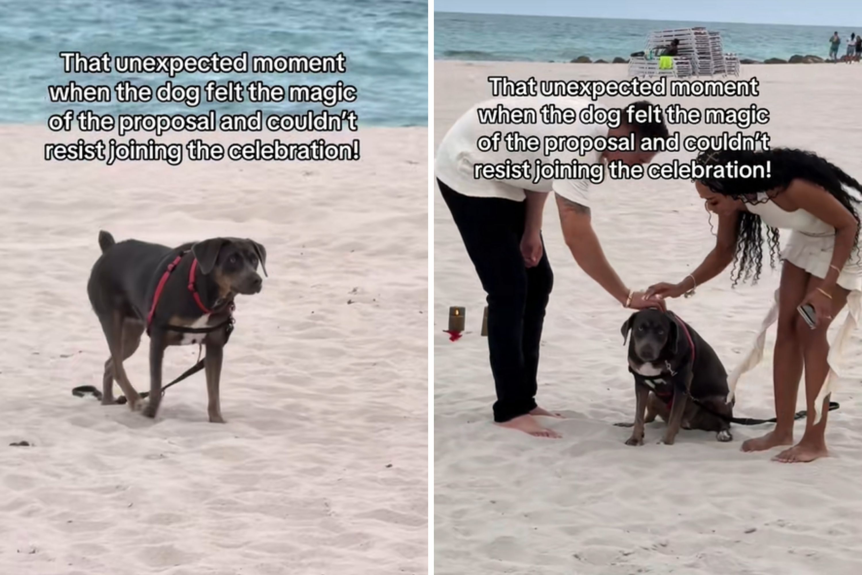 Man Plans Lavish Beach Proposal, Then Random Dog Does the 'Unexpected ...