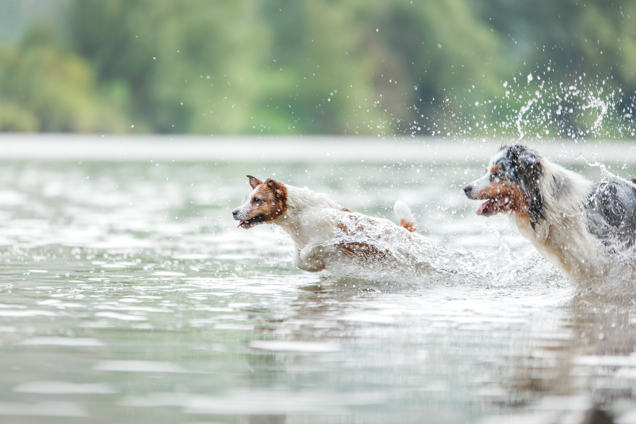 Woman Lets Two Dogs Go Swimming in Lake, Then Realizes They're in ...