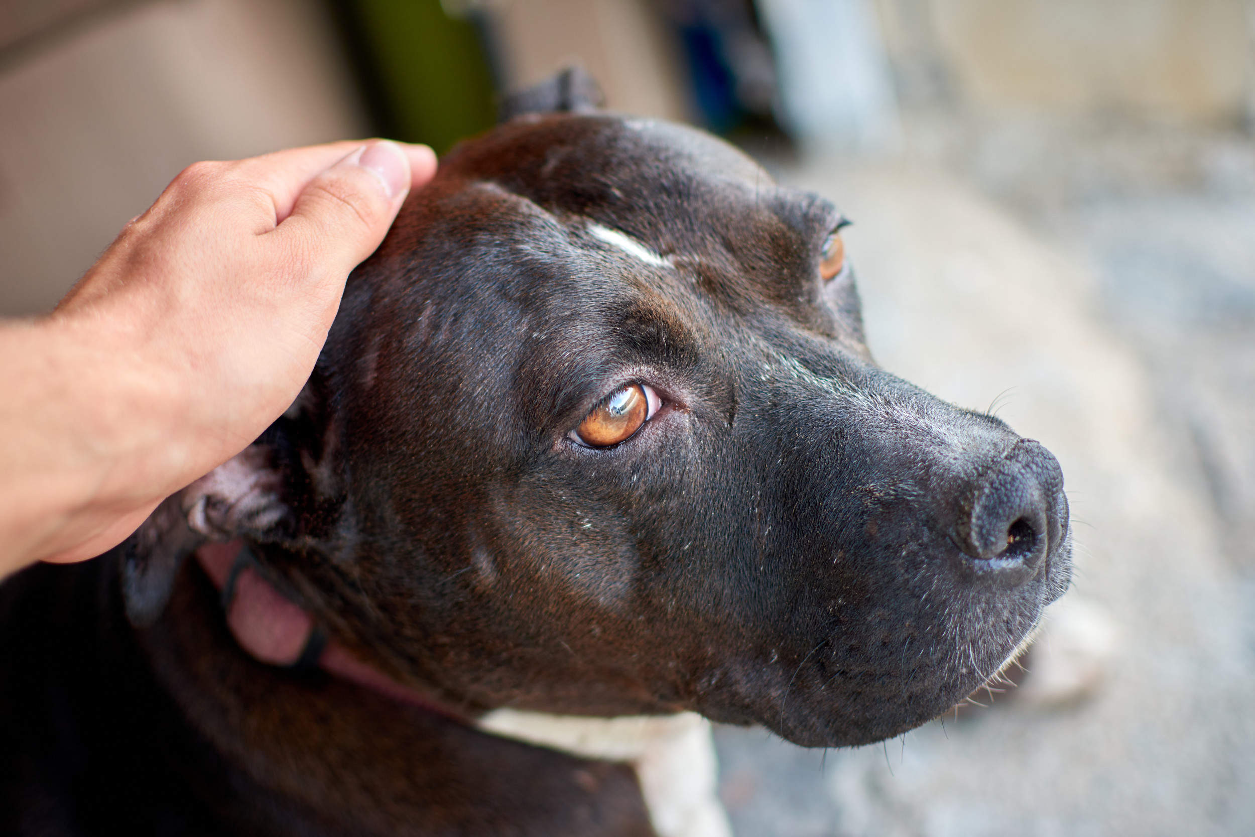 Dog Saved From Horrific Past Finds a Home—Her Reaction Says It All - Newsweek