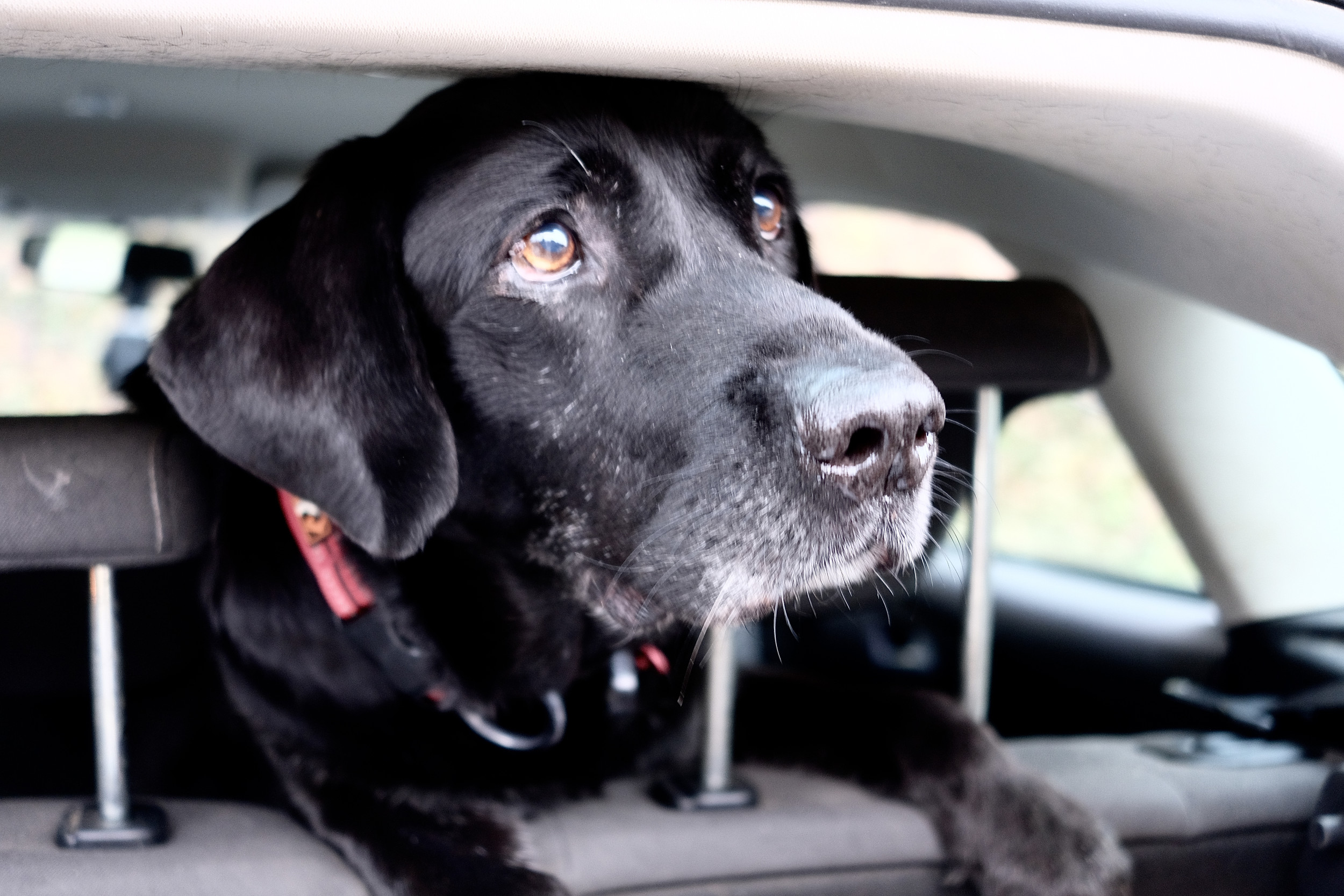 Pup's Reaction After Dogs Stare Him Down From Car Goes Viral - Newsweek