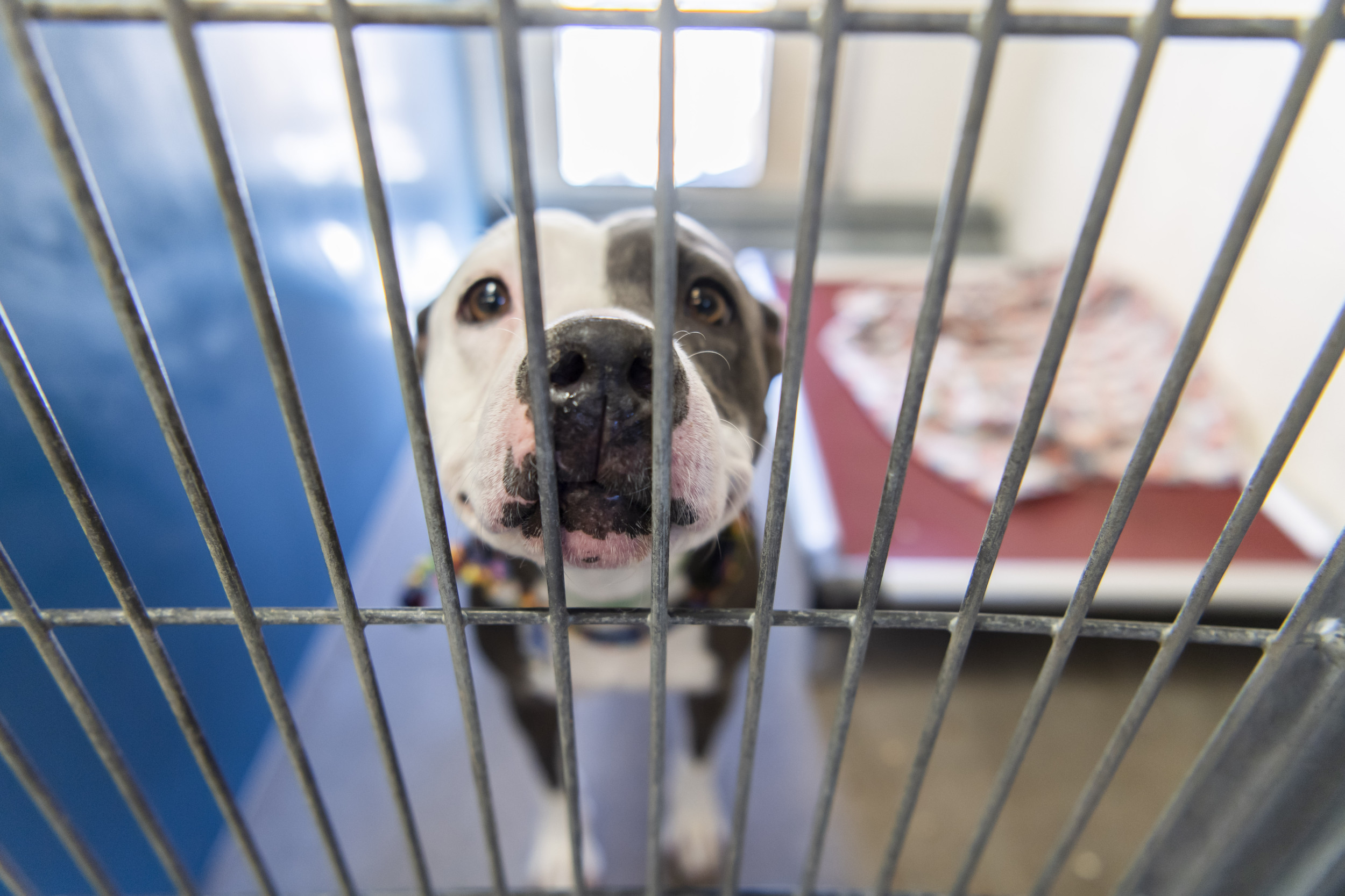 Man Travels 400 Miles To Give Shelter Dog a Forever Home - Newsweek