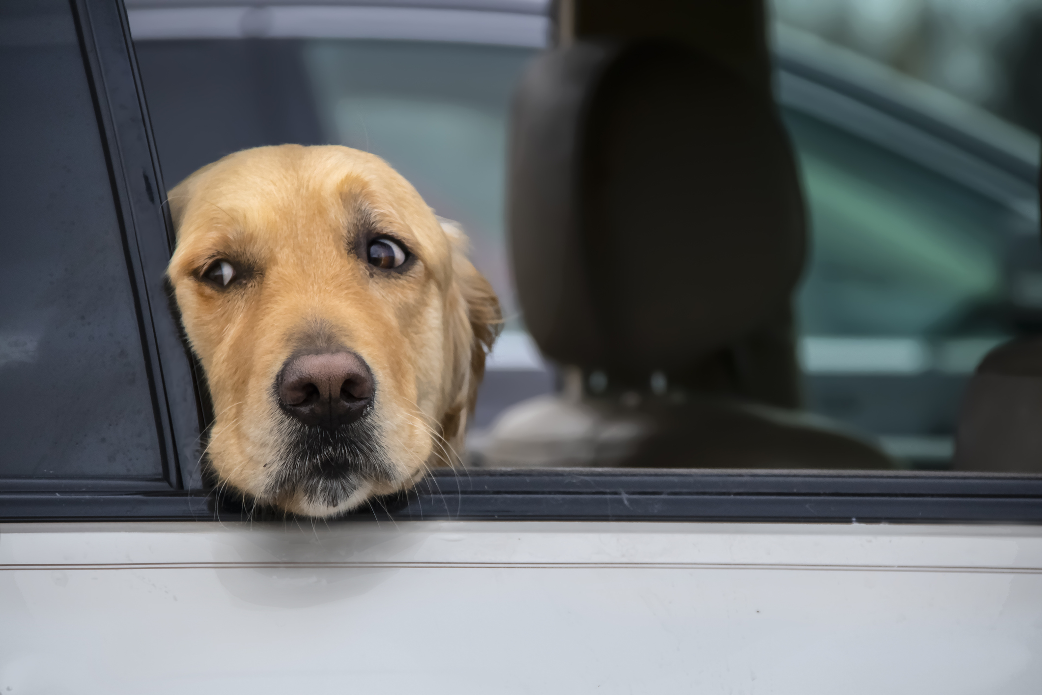 Dog With His Arm Out The Window