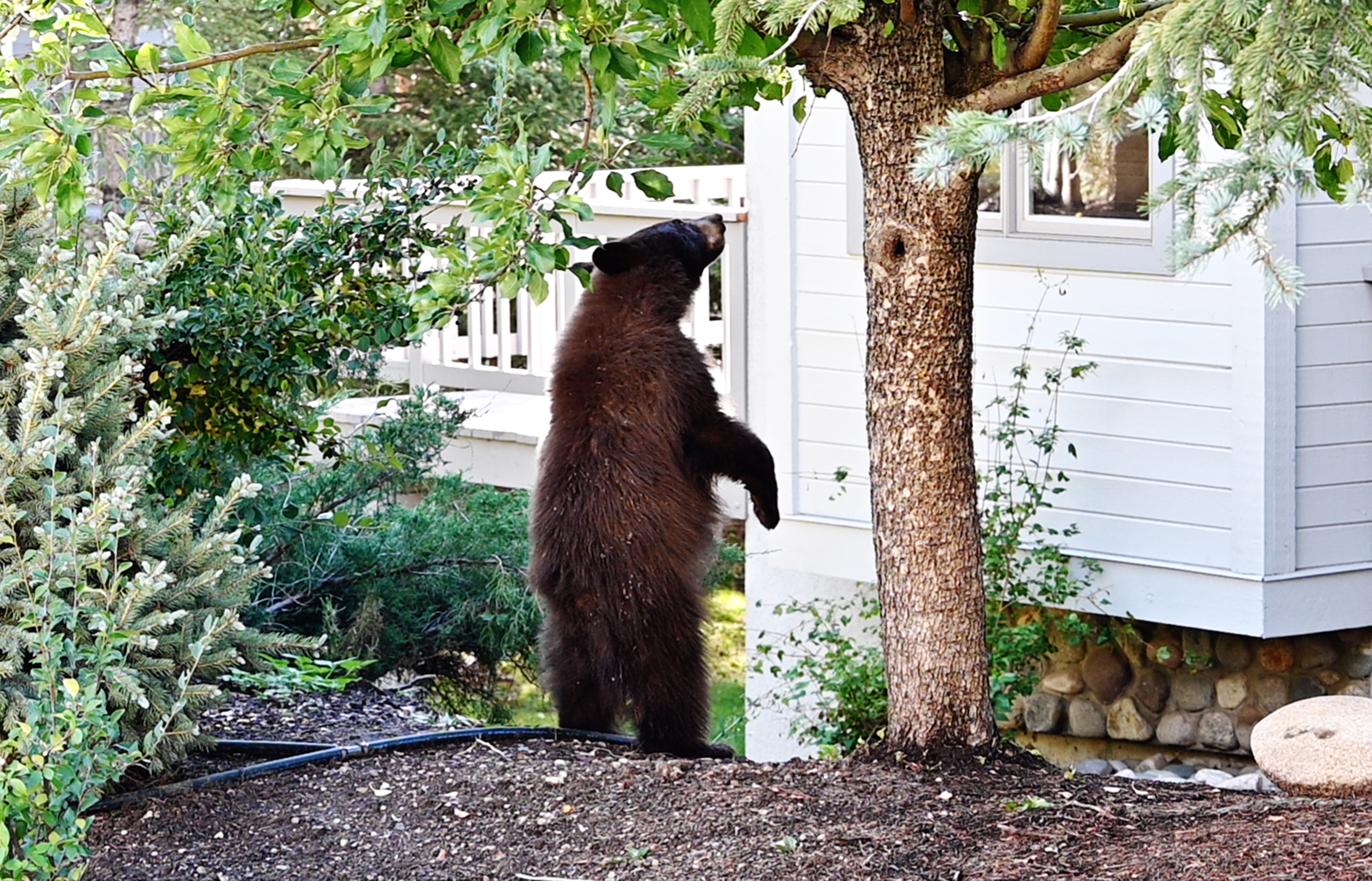 Bear Breaks Into Family's Backyard, Nobody Prepared for What It Does ...