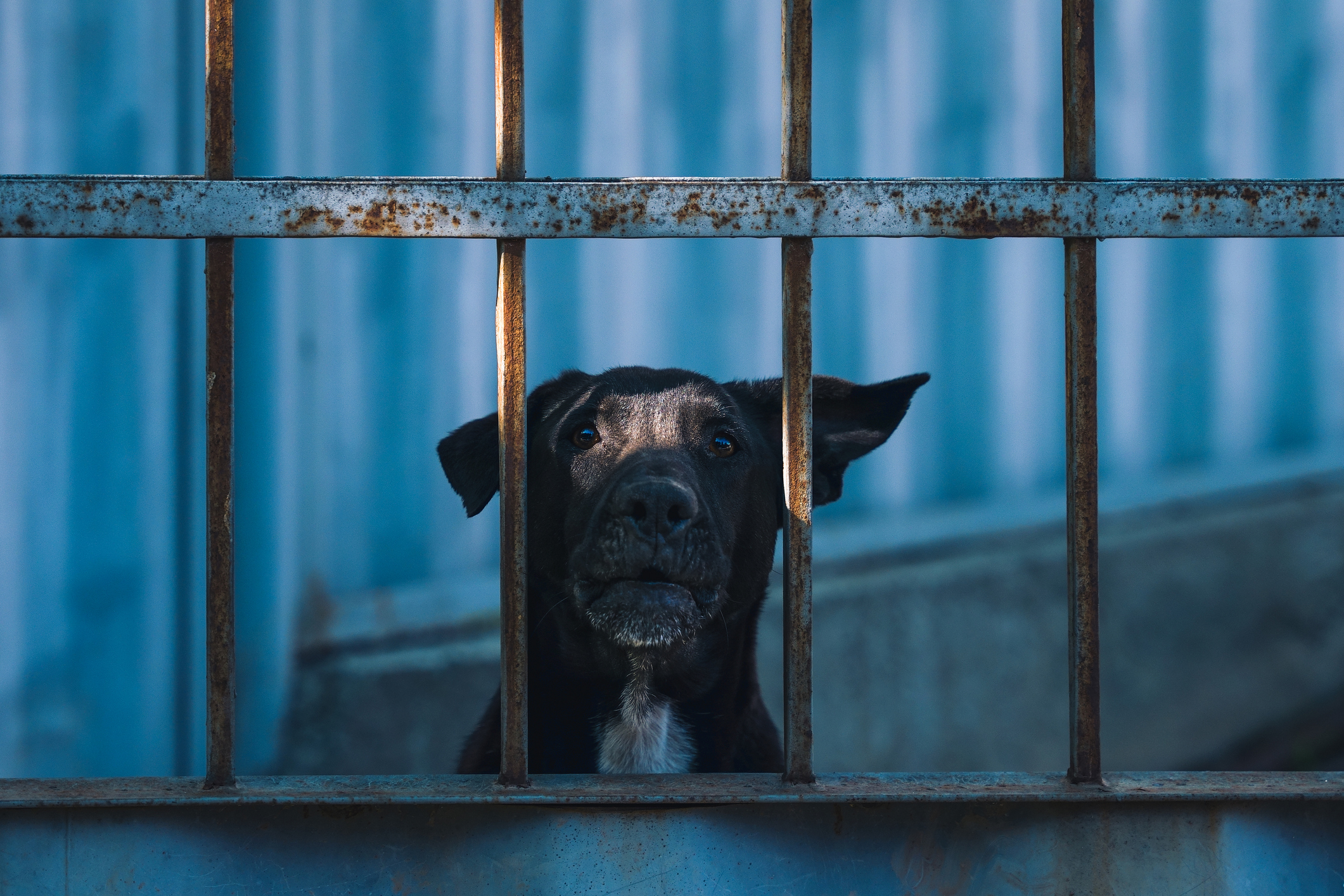 Tears As Shelter's Longest Resident Dog Watches the Puppies Being ...