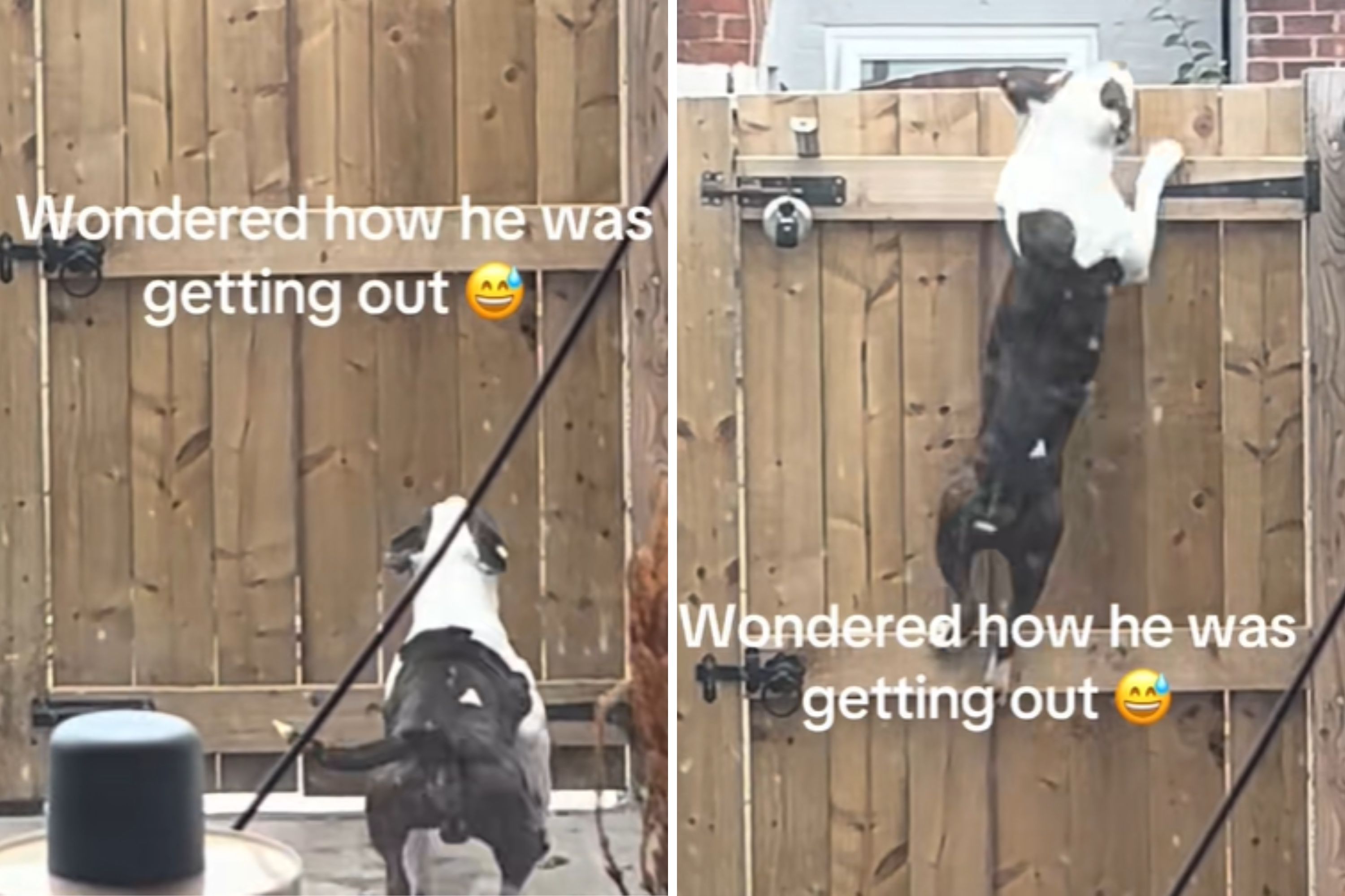 Owner Wondered How Dog Was Escaping—Video Finally Provides the Answer ...