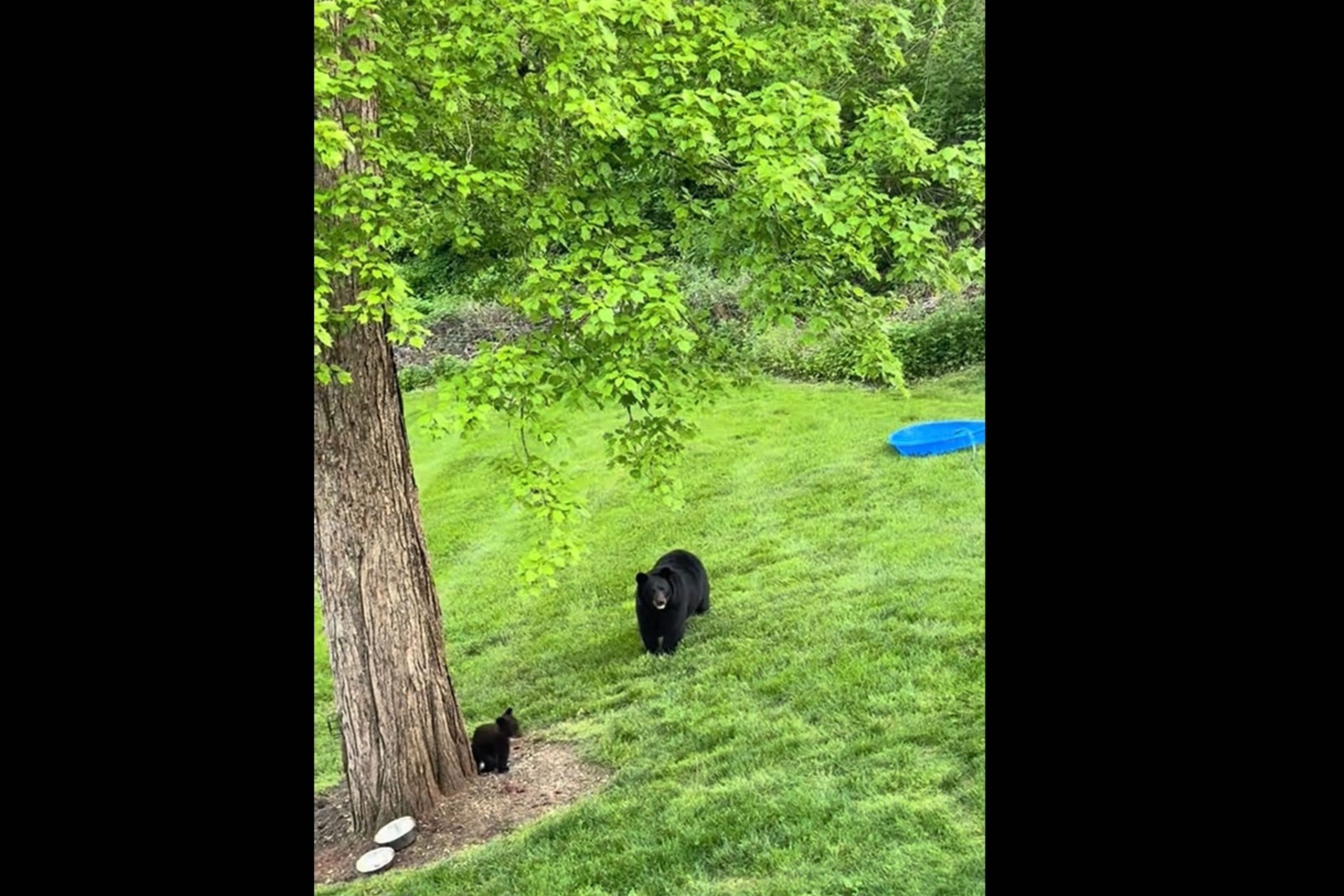 Woman Buys a Kids' Pool and Leaves It in Her Garden—Then the Bears Appear - Newsweek