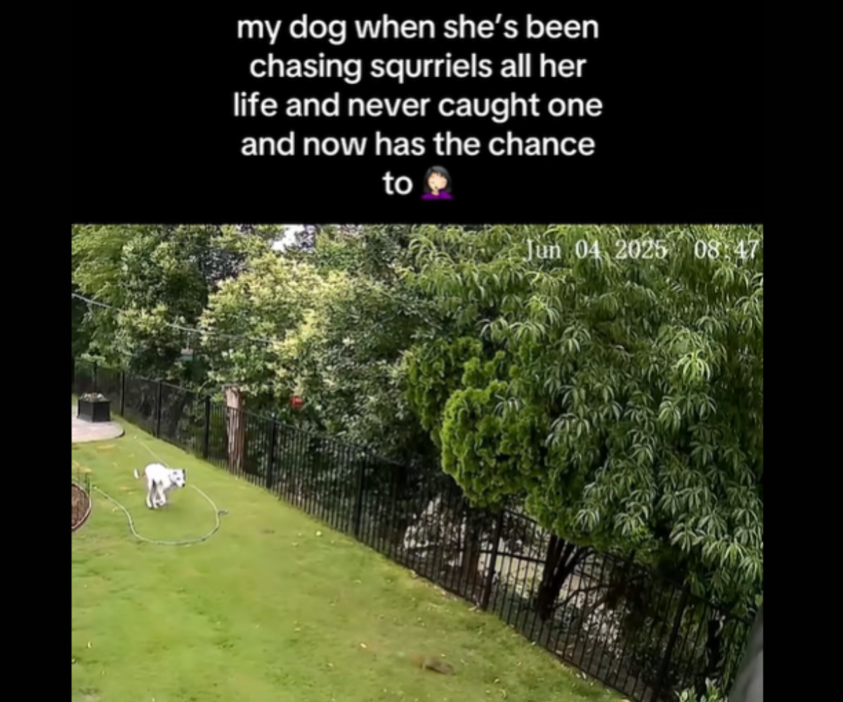 Dog's Viral TikTok Shows What Happens When Squirrel Chase Finally Pays Off - Newsweek