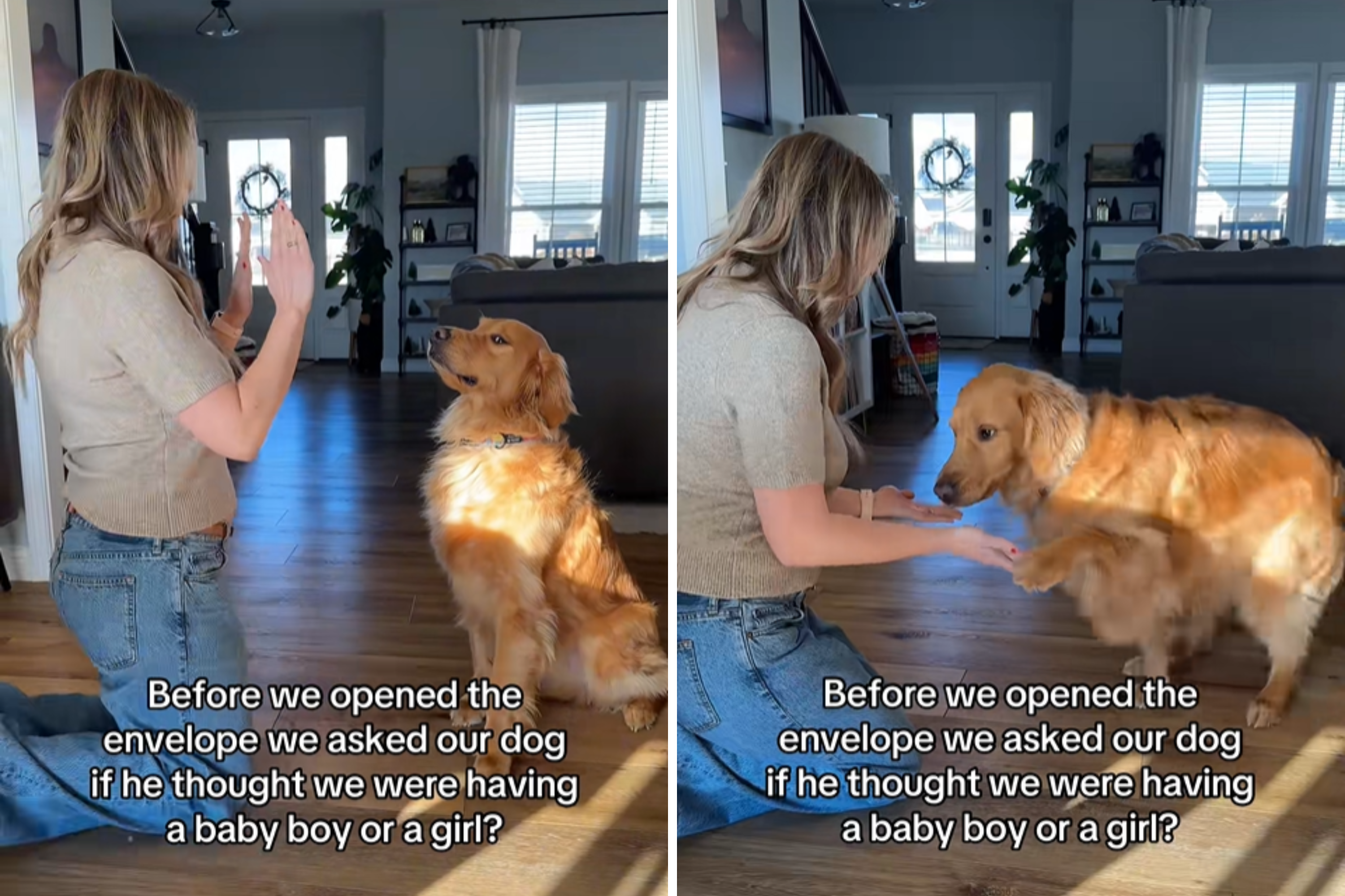 Couple Ask Golden Retriever To Guess Baby's Gender, Unprepared for ...
