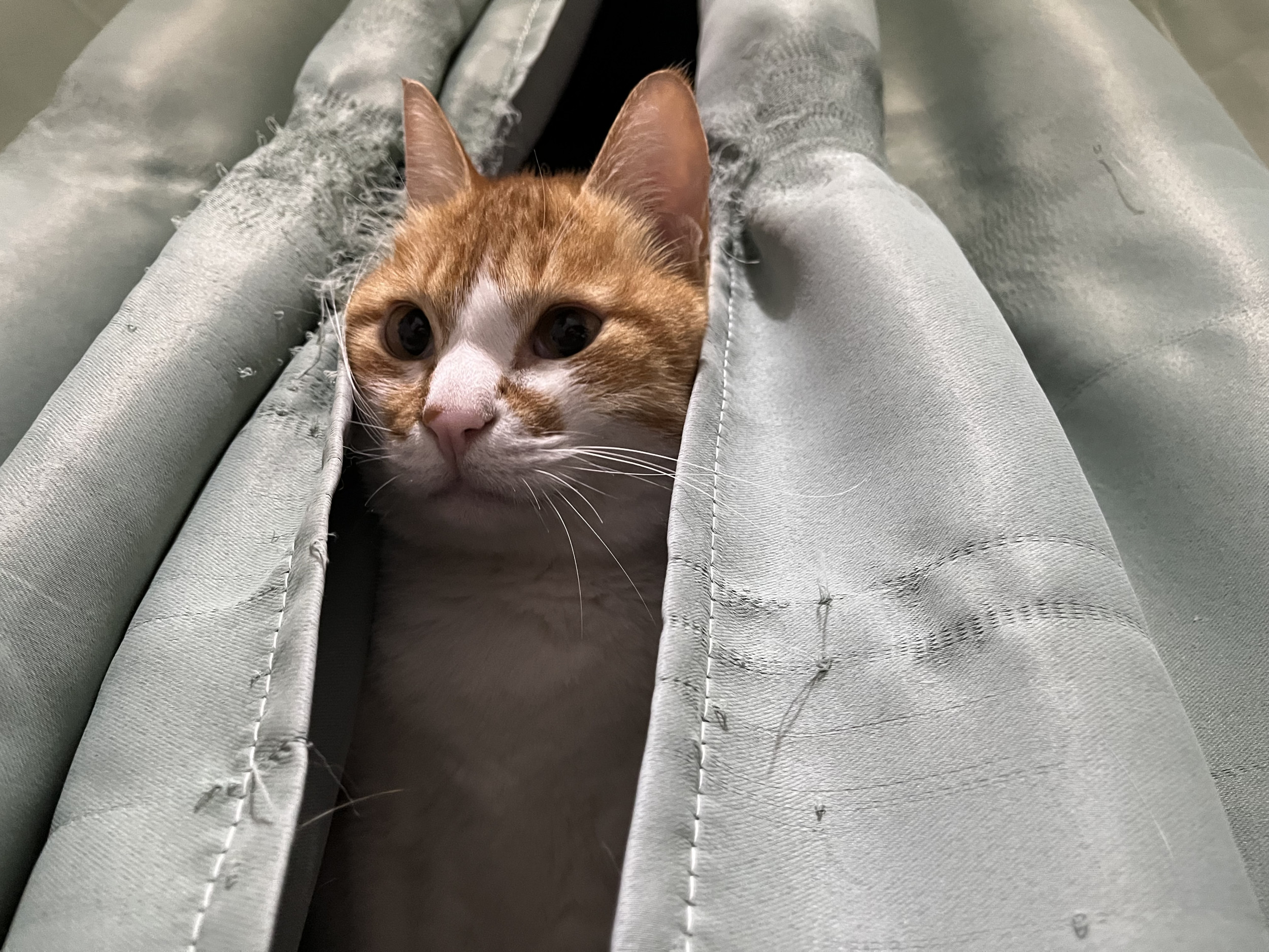 Cat Spies on Owner in the Weirdest Way—And People Can't Stop Watching ...