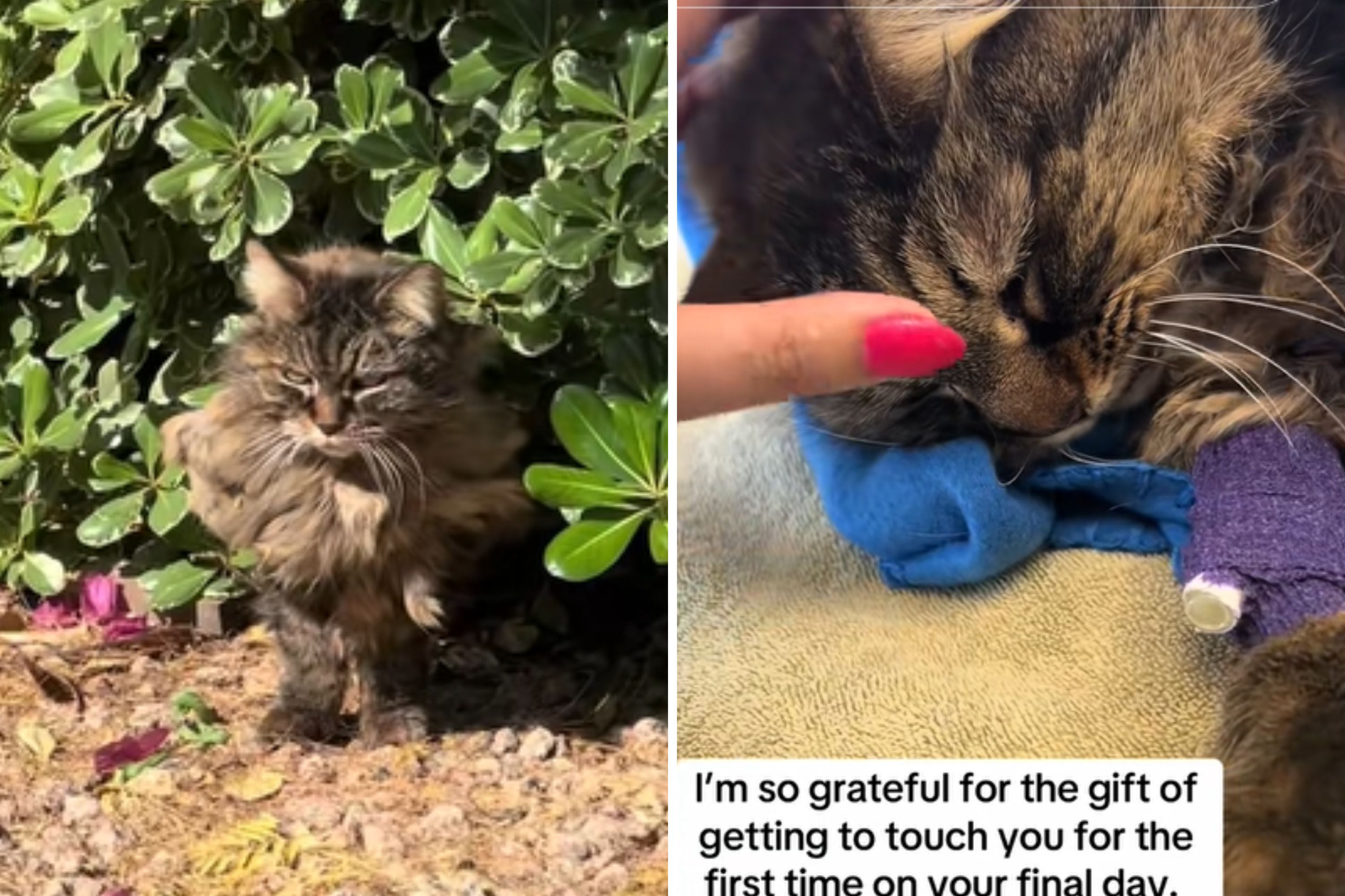 Woman Cares for Feral Cat for Years—What He Does in Final Moment Shocks ...
